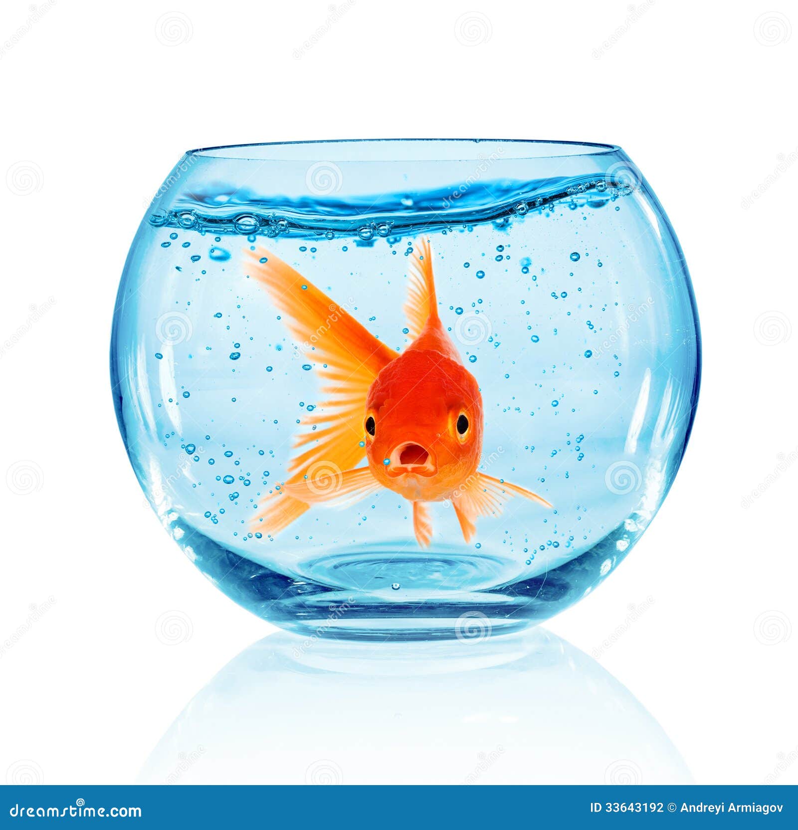 Poisson Rouge Dans L'aquarium Photo stock - Image du arrière, marin ...