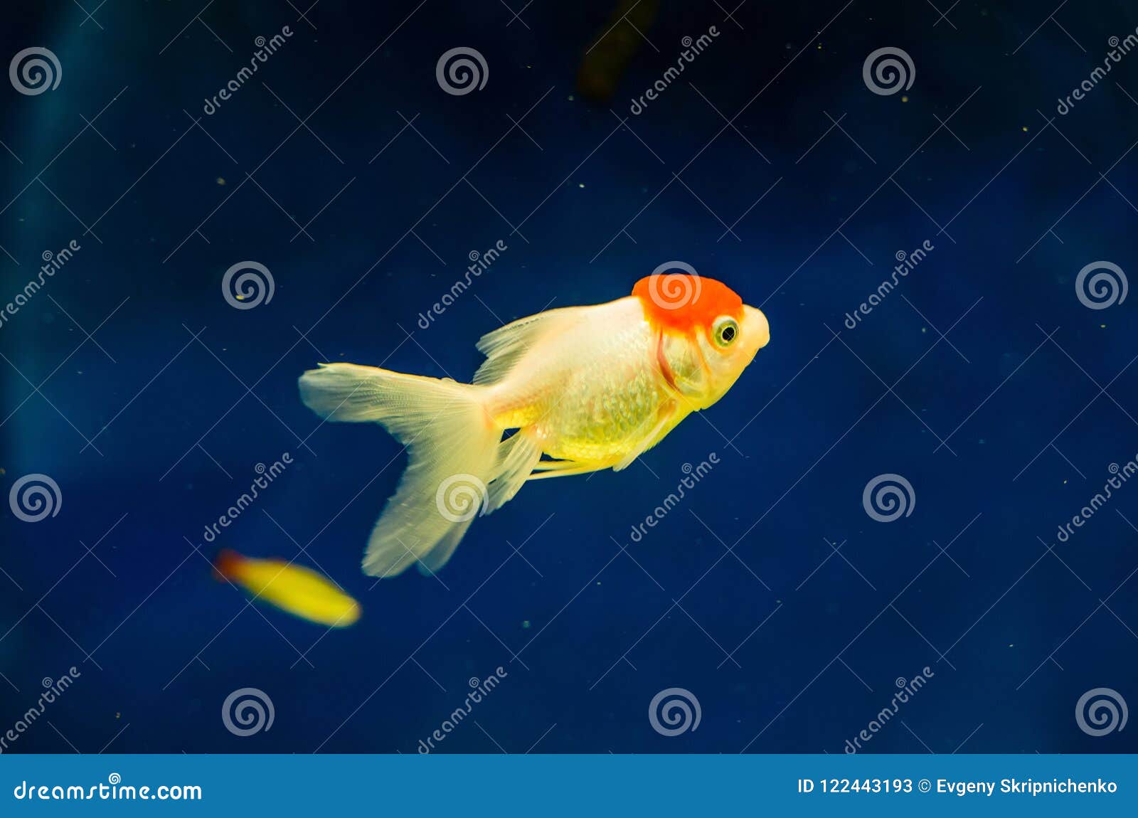 Poisson Rouge Dans L'eau Bleue D'aquarium Image stock - Image du ...