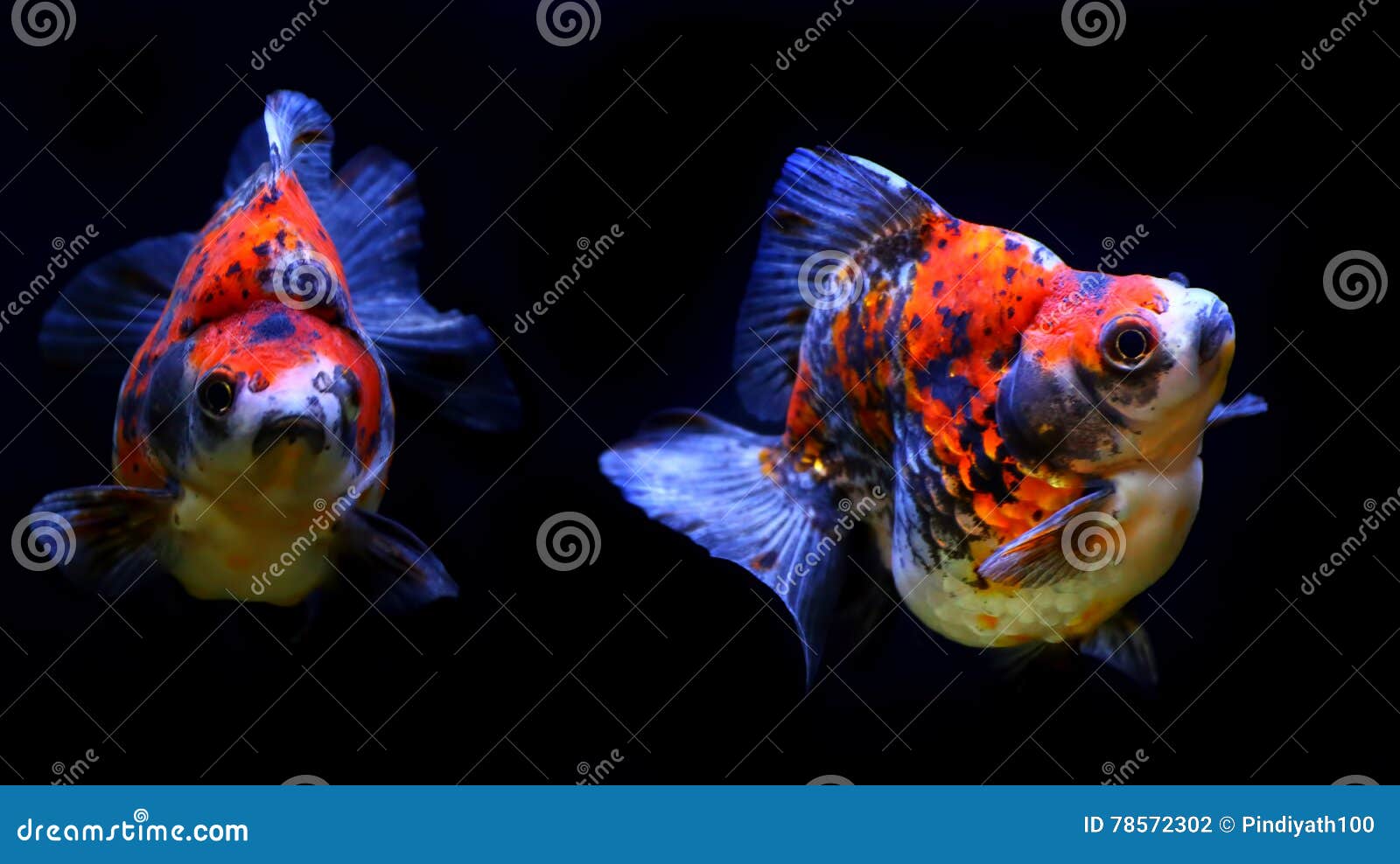 Poisson Rouge De Boule De Golf De Pearlscale Photo stock - Image of ...