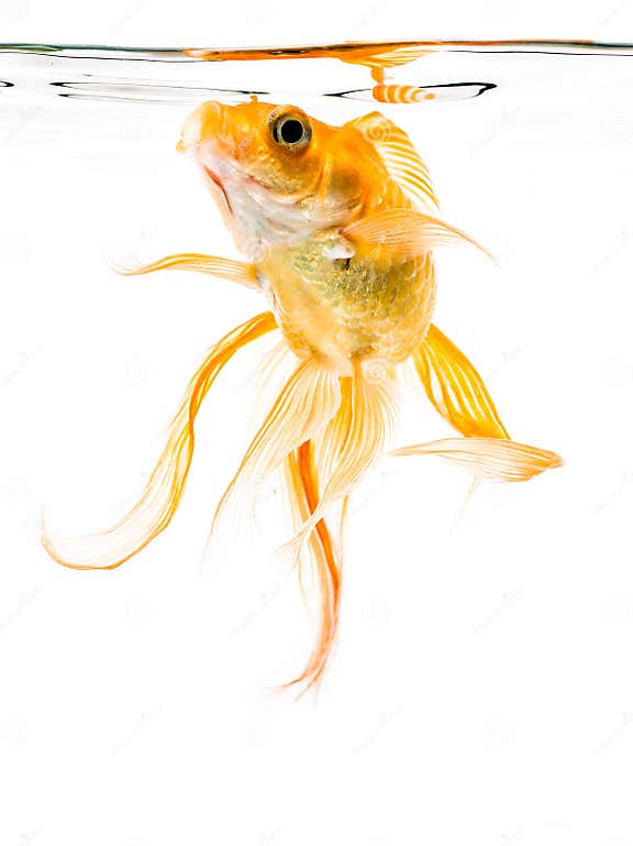 Poisson rouge de danse photo stock. Image du aquarium - 38157184