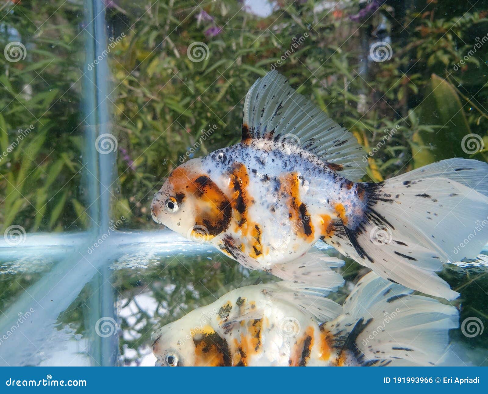 Poisson Rouge De Oranda Rosetail Photo stock - Image du lame, goldfish ...