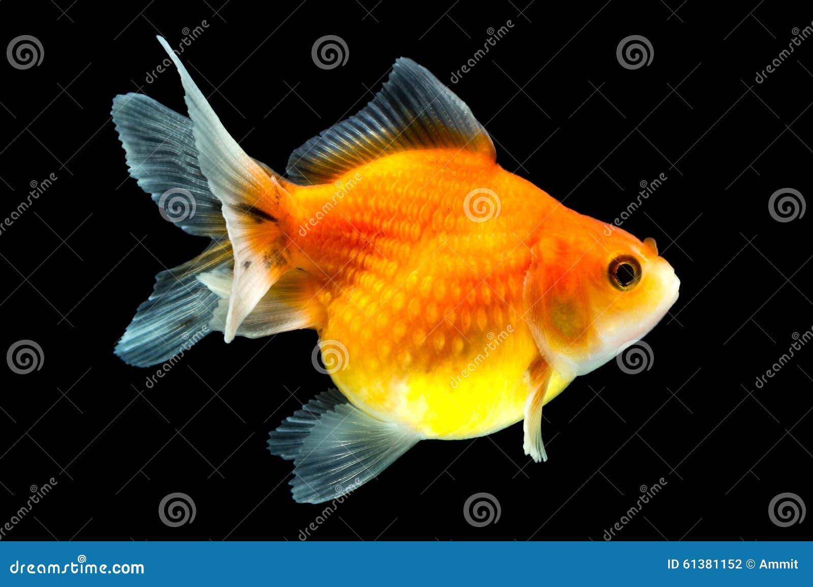 Poisson Rouge De Pearlscale Sur Le Noir Photo stock - Image of animal ...