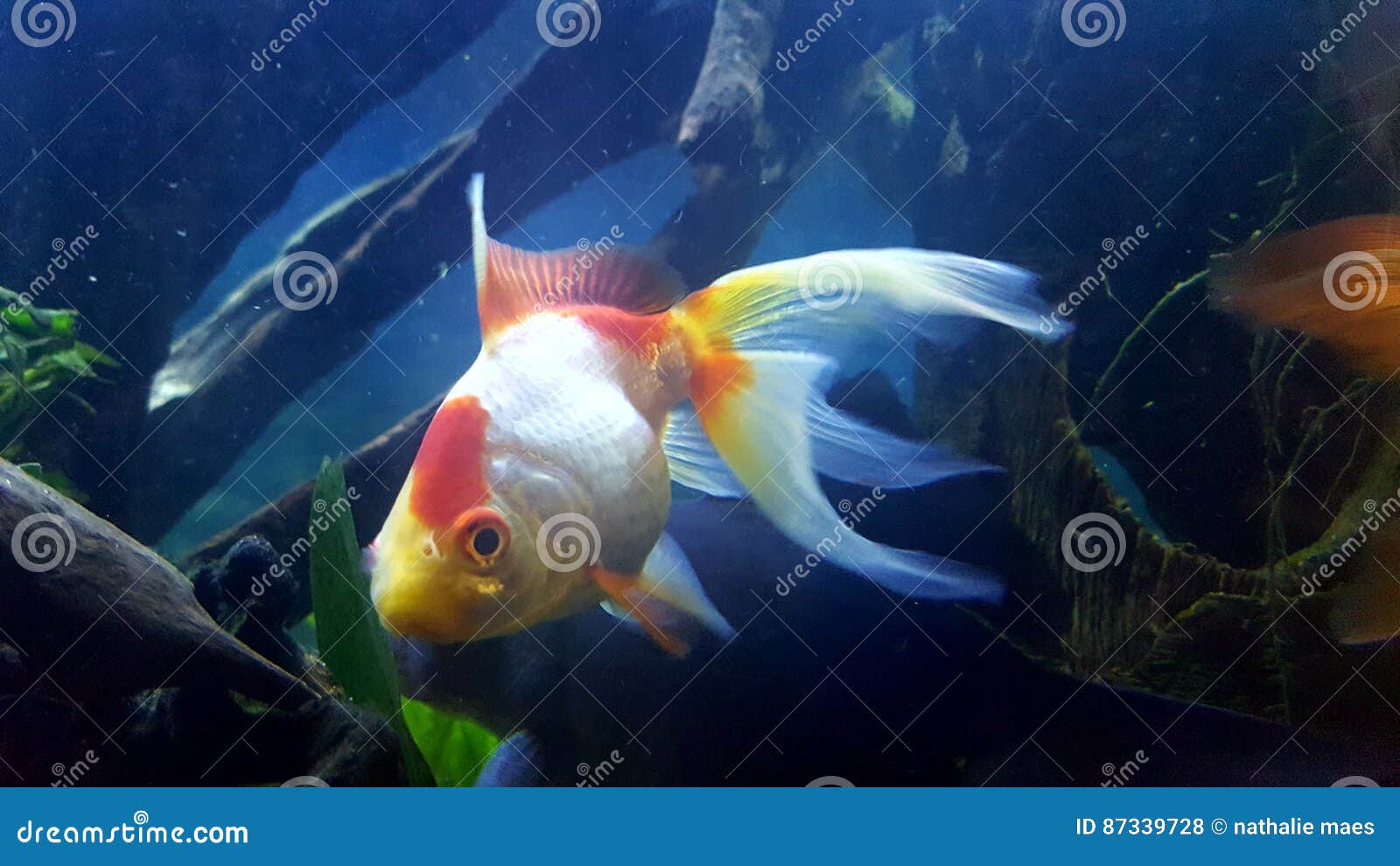 Poisson Rouge De Queue De Voile Photo stock - Image du aquarium, bain ...