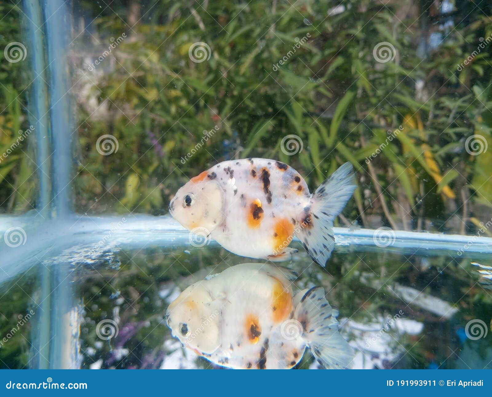 Poisson Rouge De Sakura De Ranchu Image stock - Image du nature ...