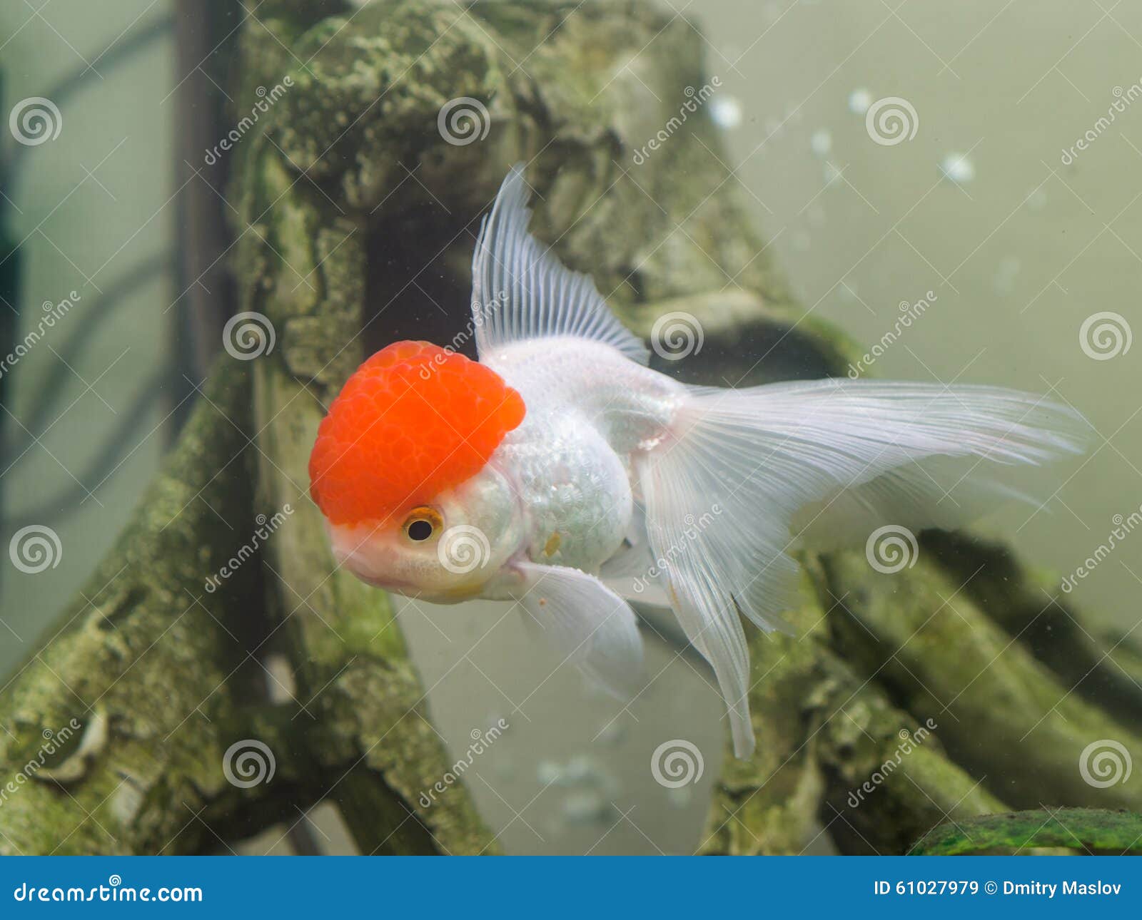 Poisson Rouge En Plan Rapproché D'aquarium Image stock - Image du ...