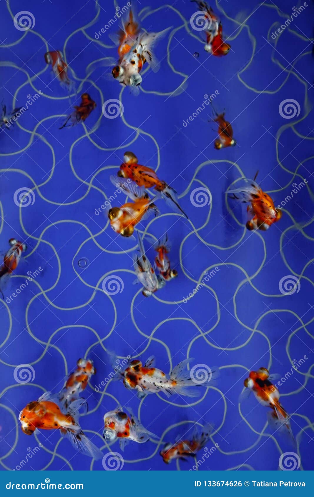 Poisson Rouge Japonais Dans L'aquarium Photo stock - Image du ailette ...