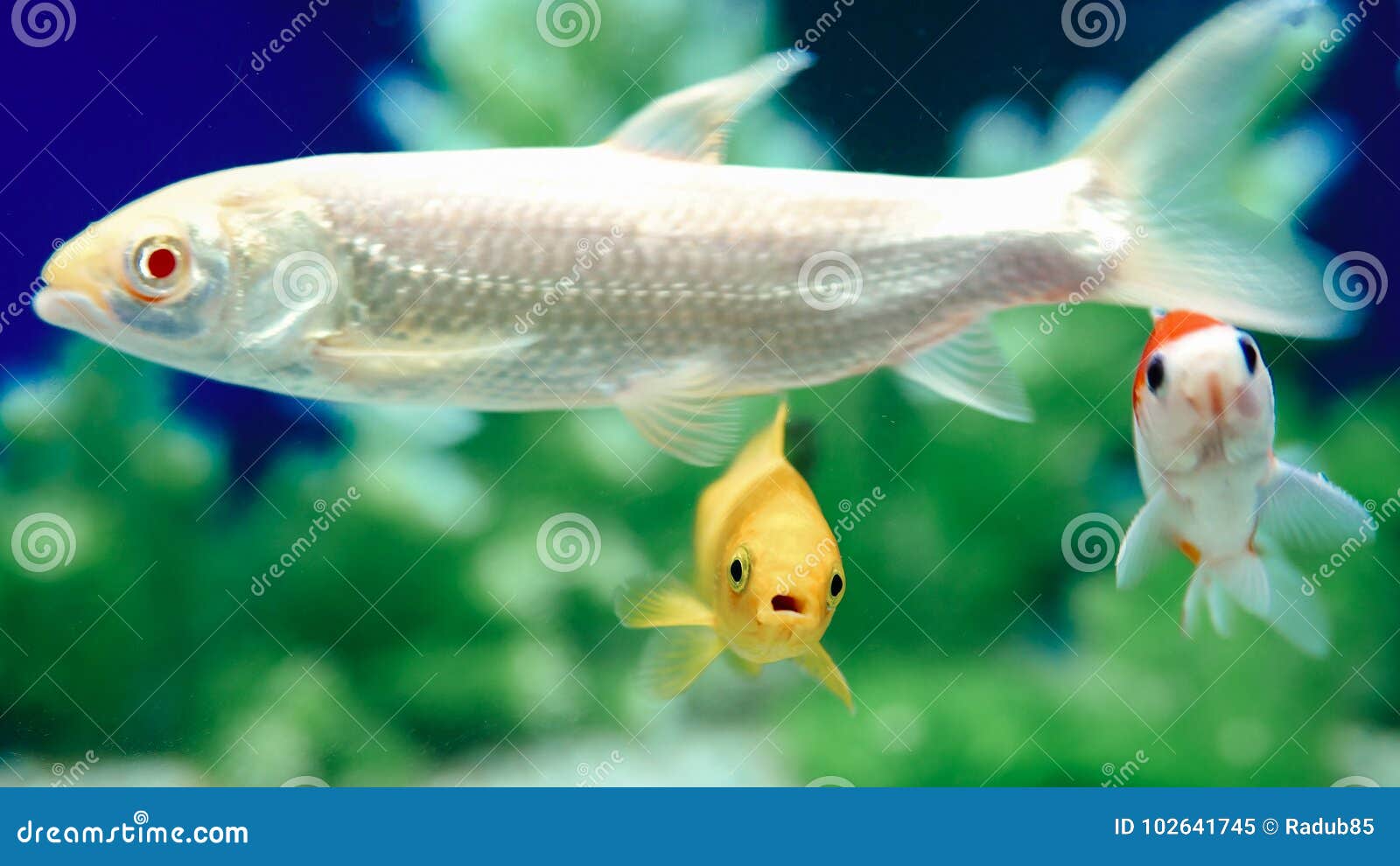 Poisson Rouge Jaune Et Rouge Dans L'aquarium Image stock - Image du ...