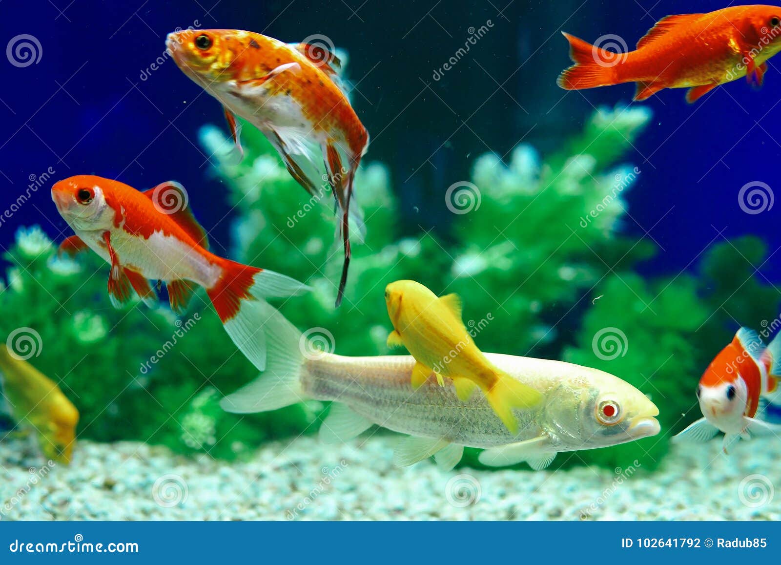 Poisson Rouge Jaune Et Rouge Dans L'aquarium Photo stock - Image du ...