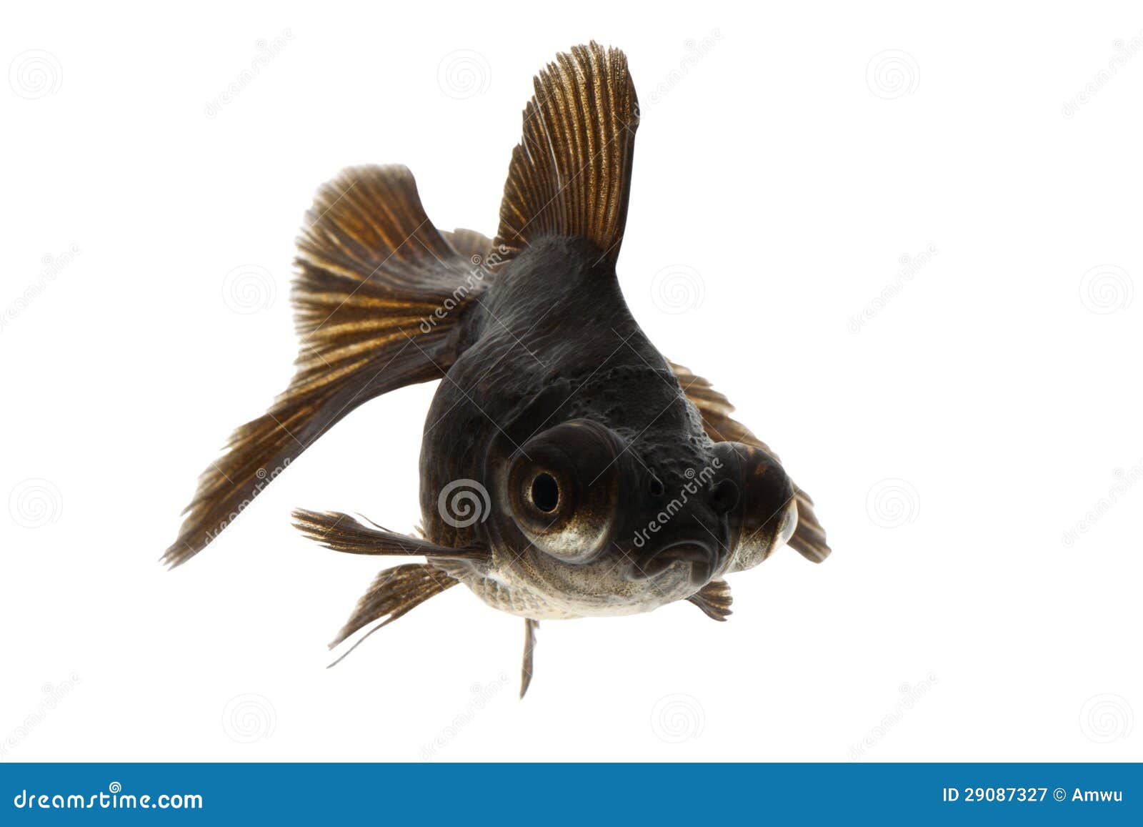 Poisson rouge noir image stock. Image du fond, goldfish - 29087327