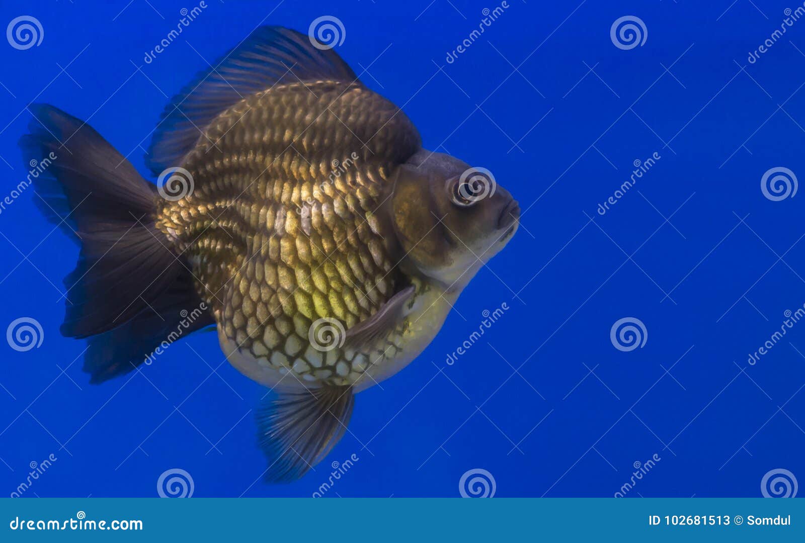 Poisson Rouge Noir Dans Le Macro Tir Image stock - Image du fond ...