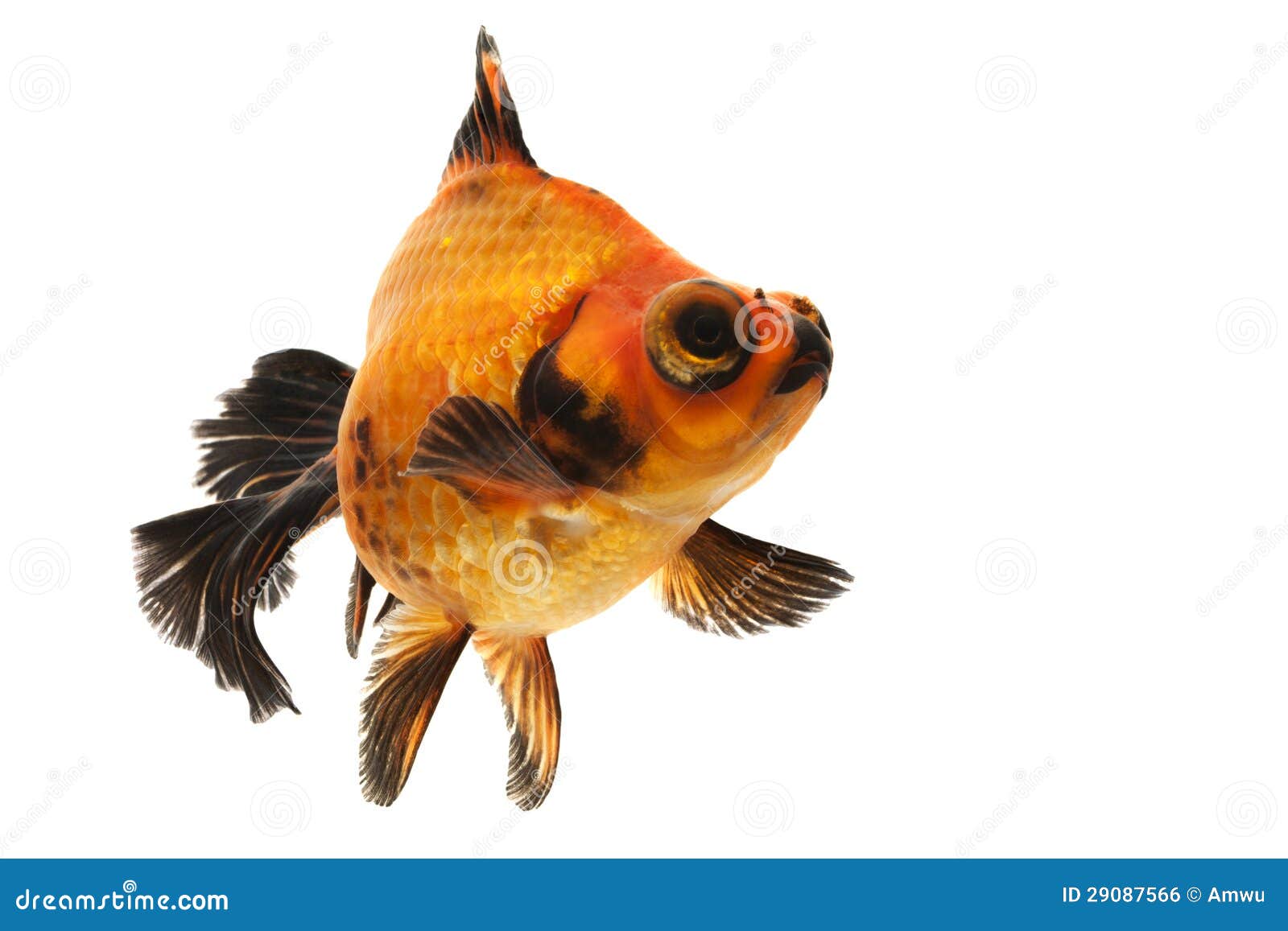 Poisson Rouge Noir Et Rouge Photo stock - Image du animal, coloré: 29087566