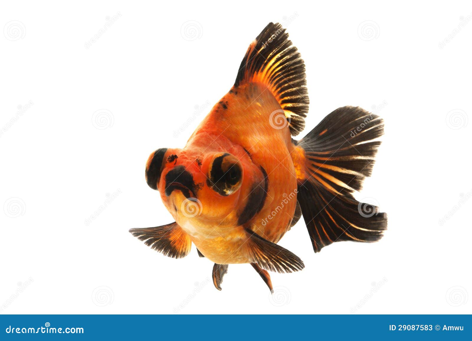 Poisson Rouge Noir Et Rouge Image stock - Image du copie, goldfish ...