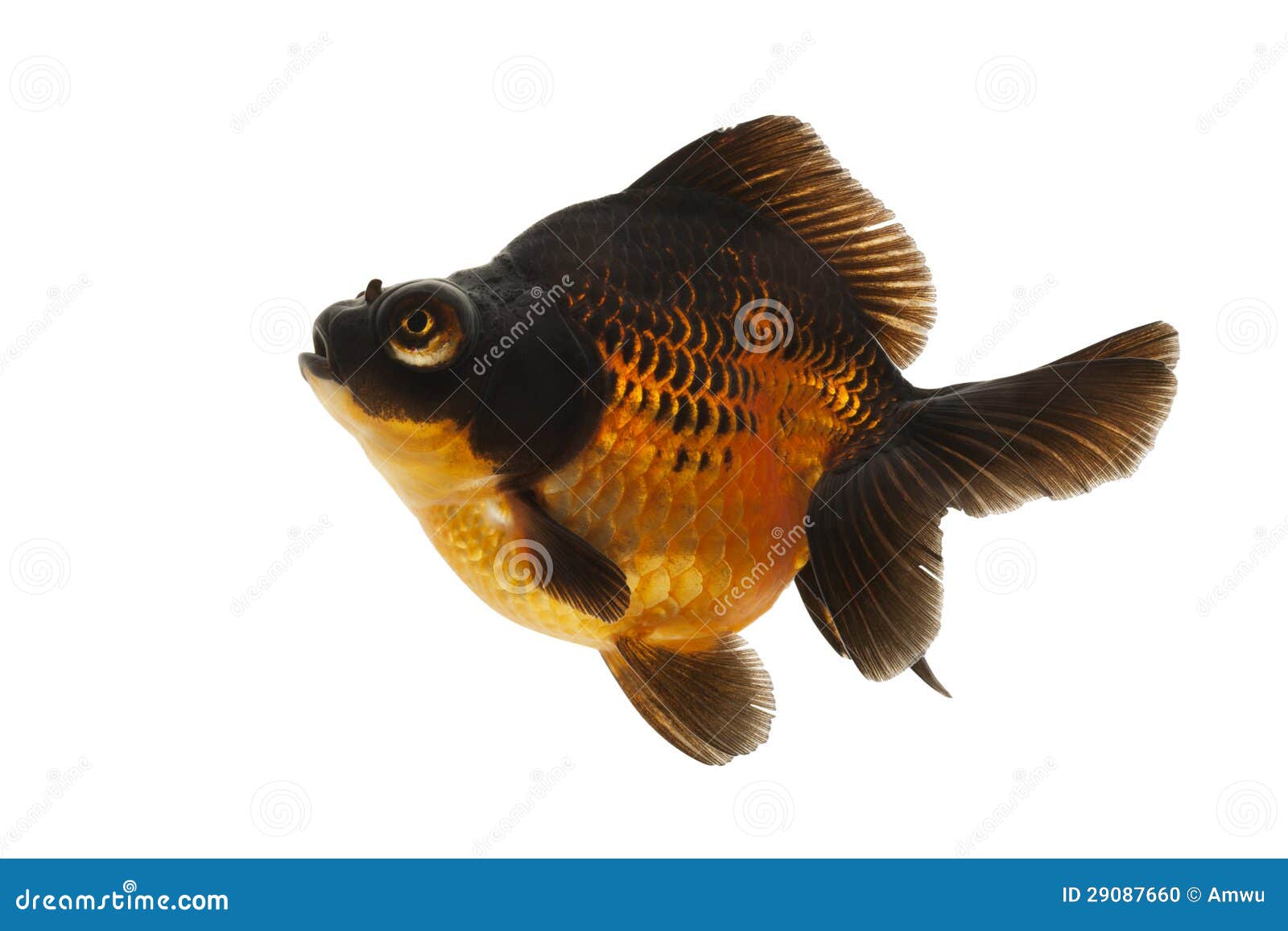 Poisson Rouge Noir Et Rouge Photo stock - Image du natation, domestique ...