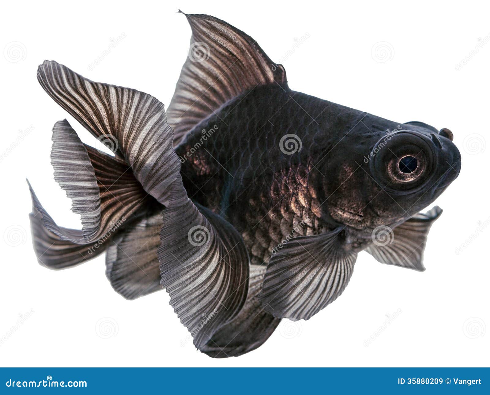 Poisson Rouge Noir Sur Le Blanc Image stock - Image du aquarium ...