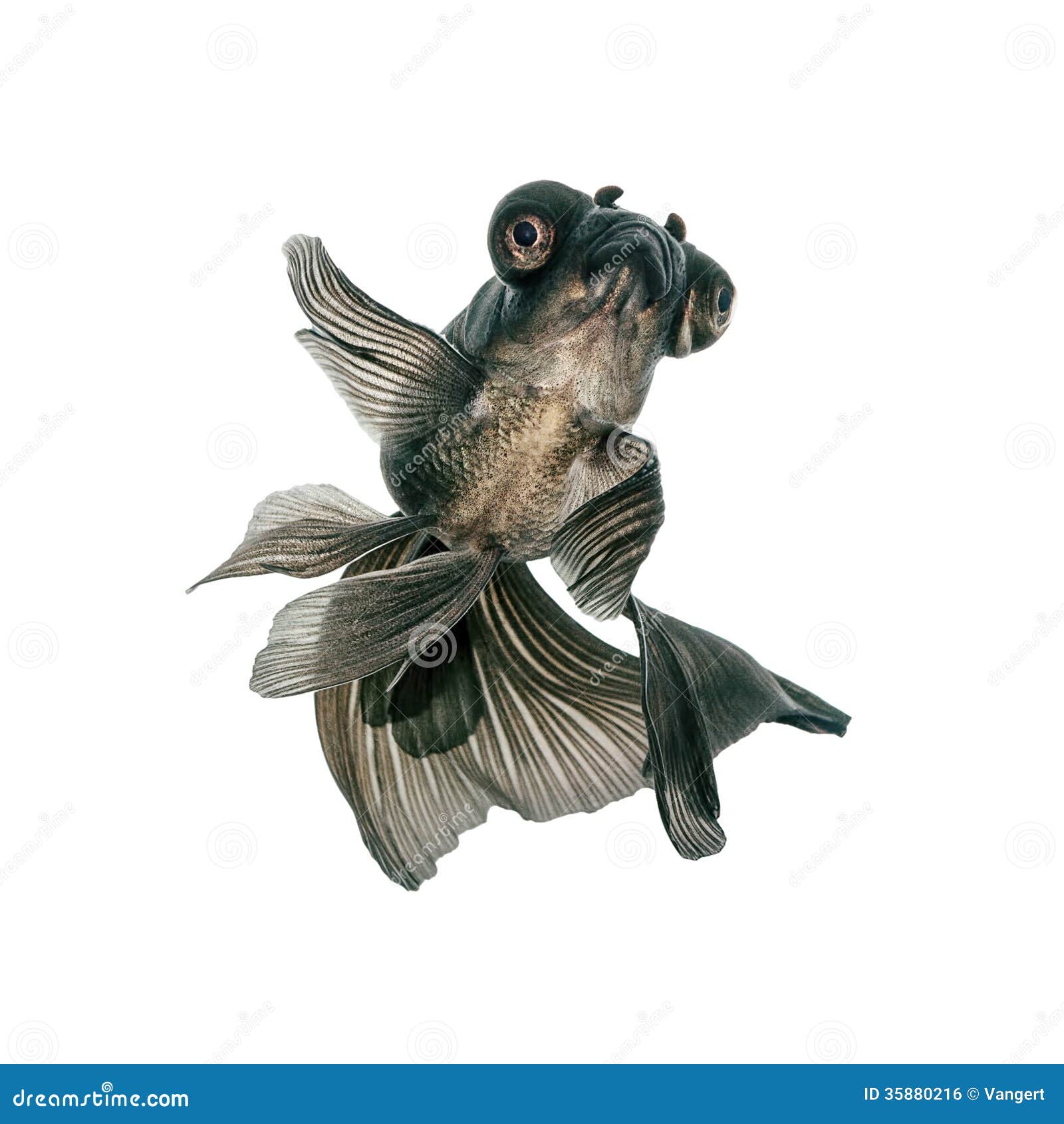 Poisson Rouge Noir Sur Le Blanc Photo stock - Image du aquarium, noir ...