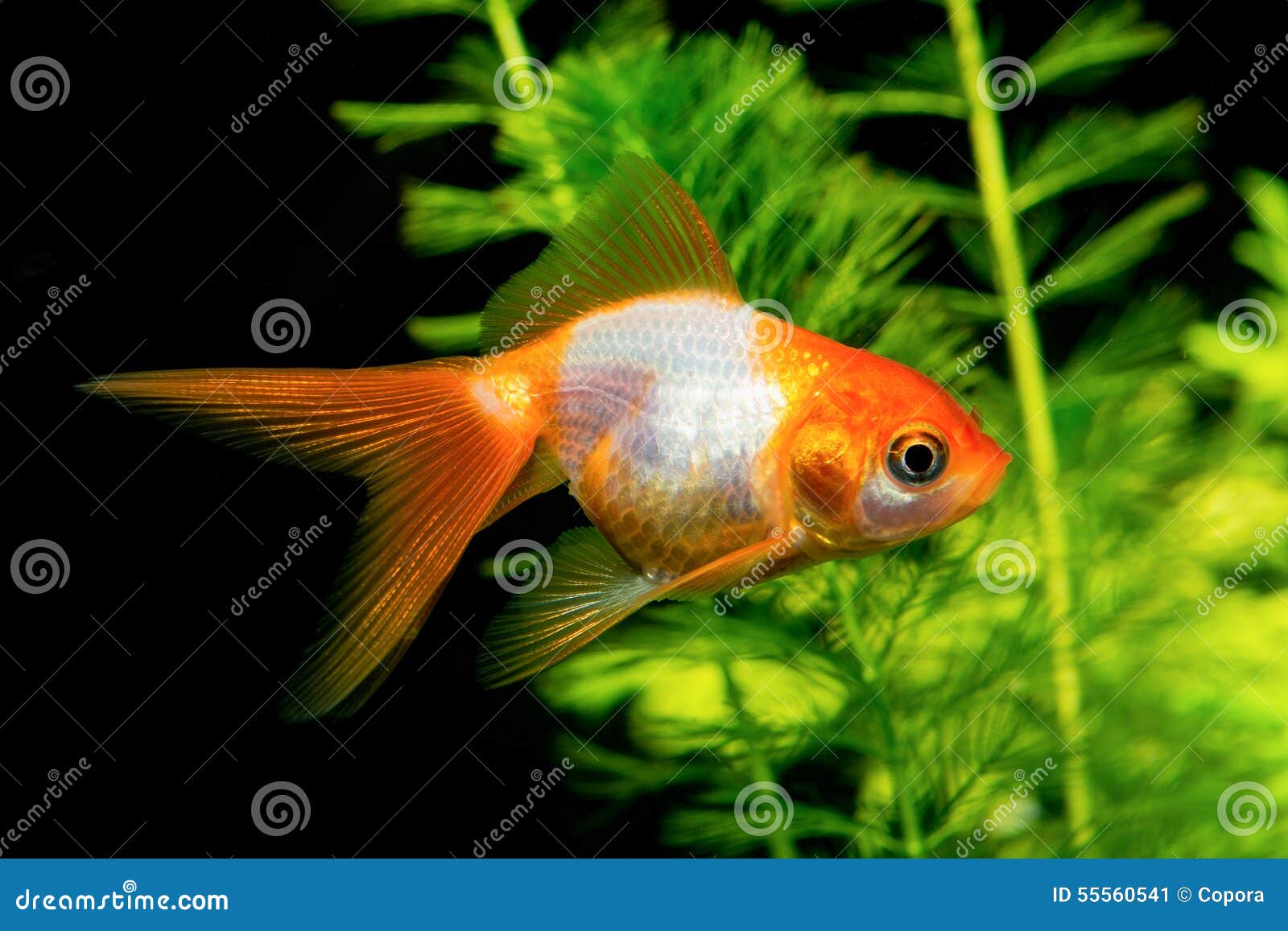 Poisson rouge orange blanc image stock. Image du isolement - 55560541