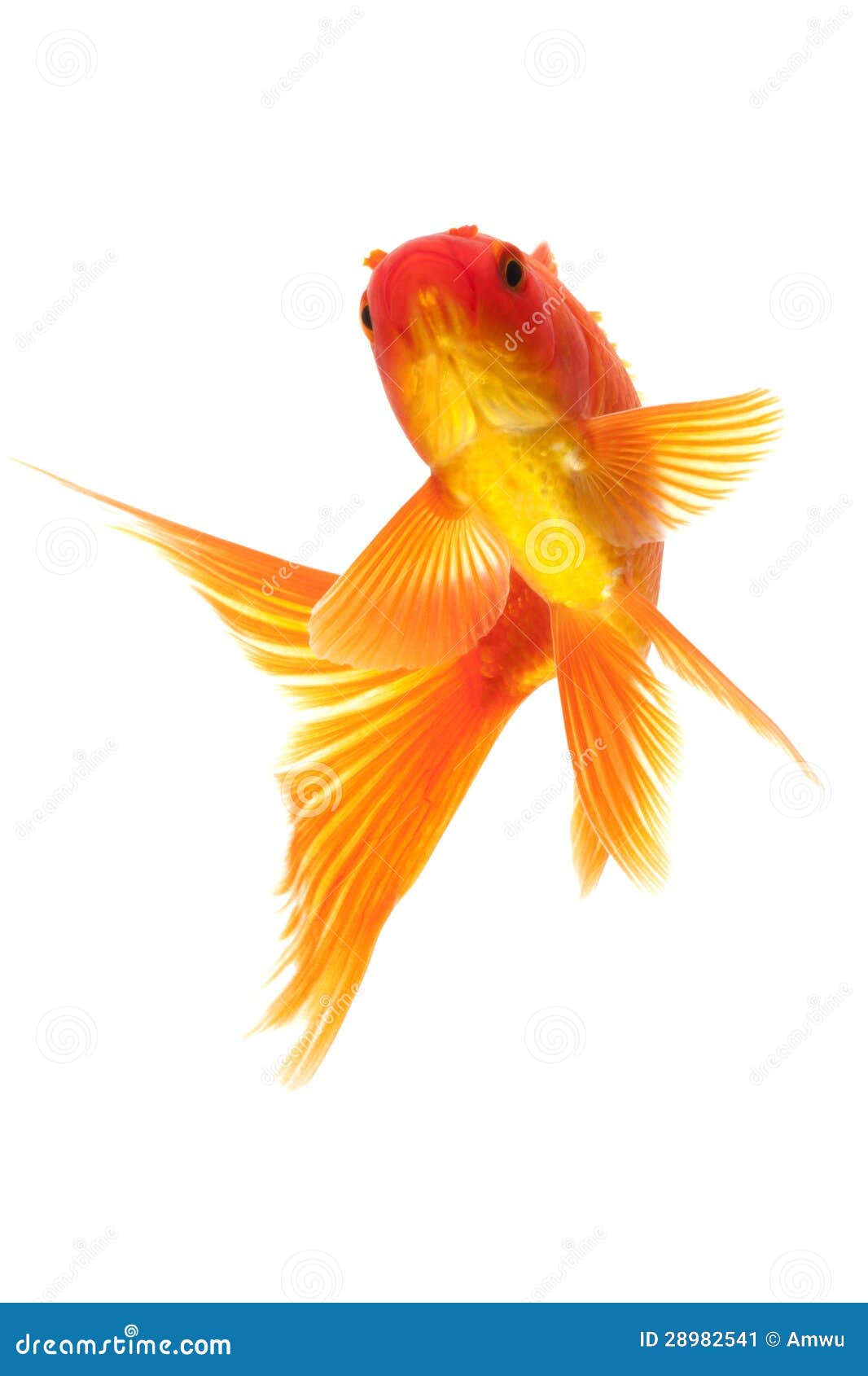 Poisson rouge rouge image stock. Image du orange, goldfish - 28982541