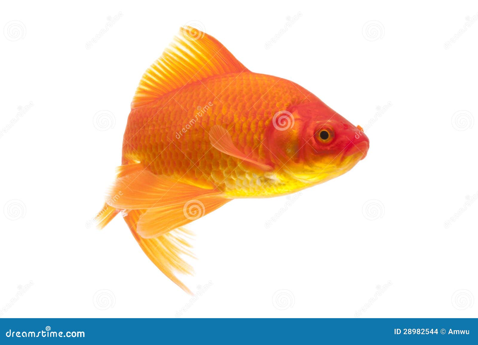 Poisson rouge rouge photo stock. Image du blanc, animal - 28982544