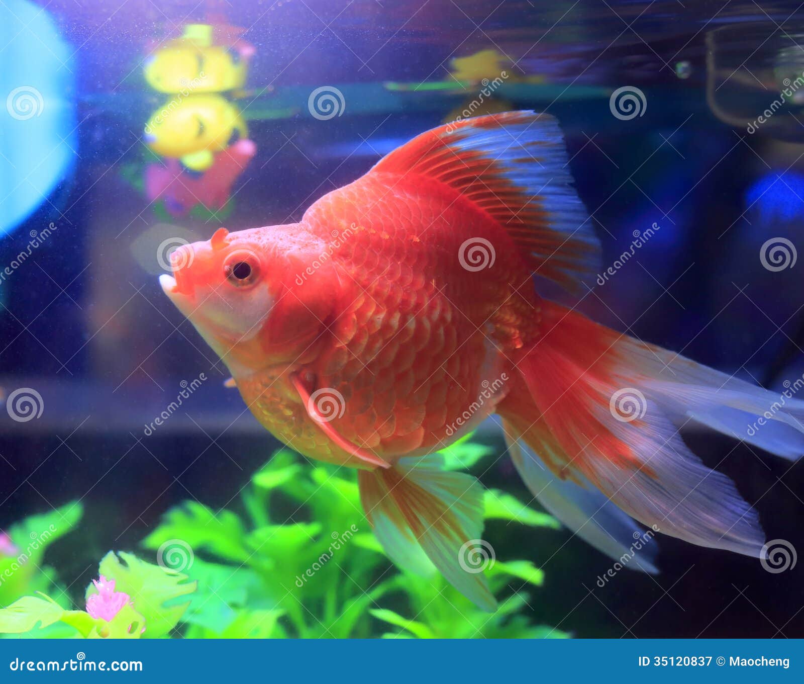 Poisson Rouge Rouge Dans L'aquarium Image stock - Image du animal ...