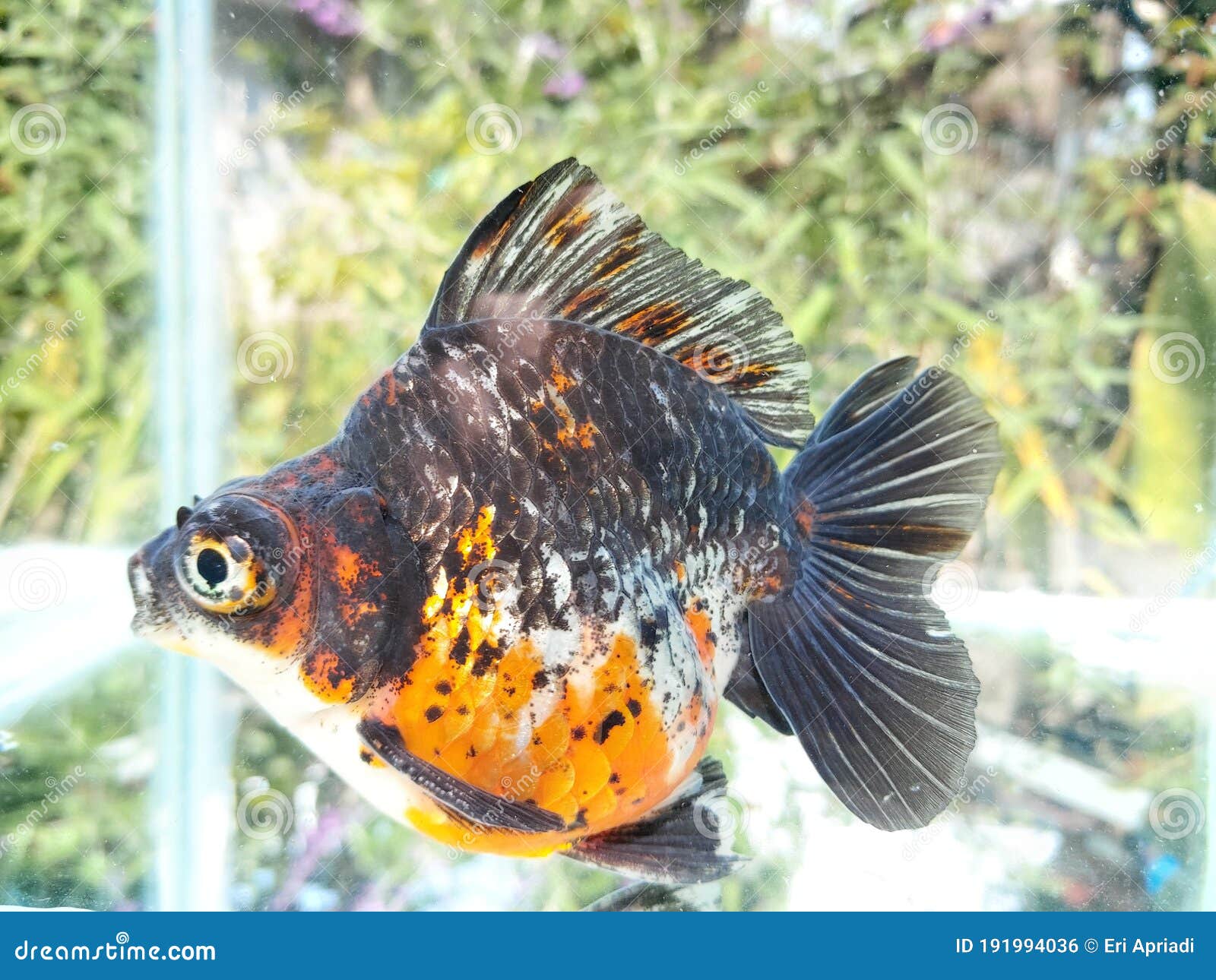 Poisson Rouge Soignée De Ryukin Photo stock - Image du nourriture ...