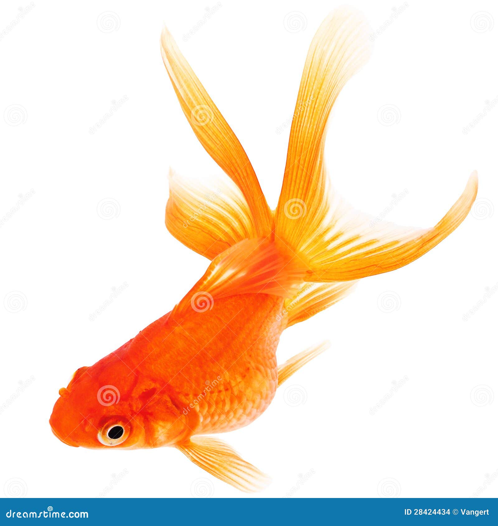 Poisson Rouge Sur Le Fond Blanc Photo stock - Image du poissons ...