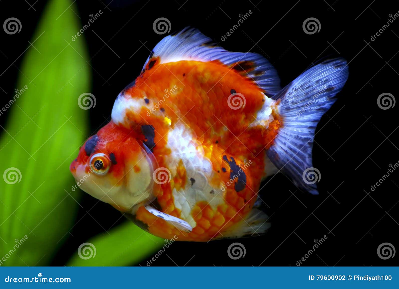 Poisson Rouge Tricolore De Ryukin Photo stock - Image du paire ...