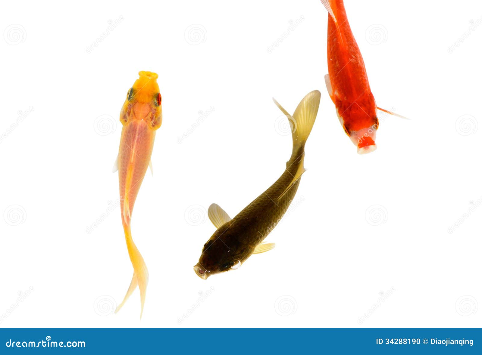Poisson Rouge Trois, Jaune, Noir Et Rouge Photo stock - Image du ...