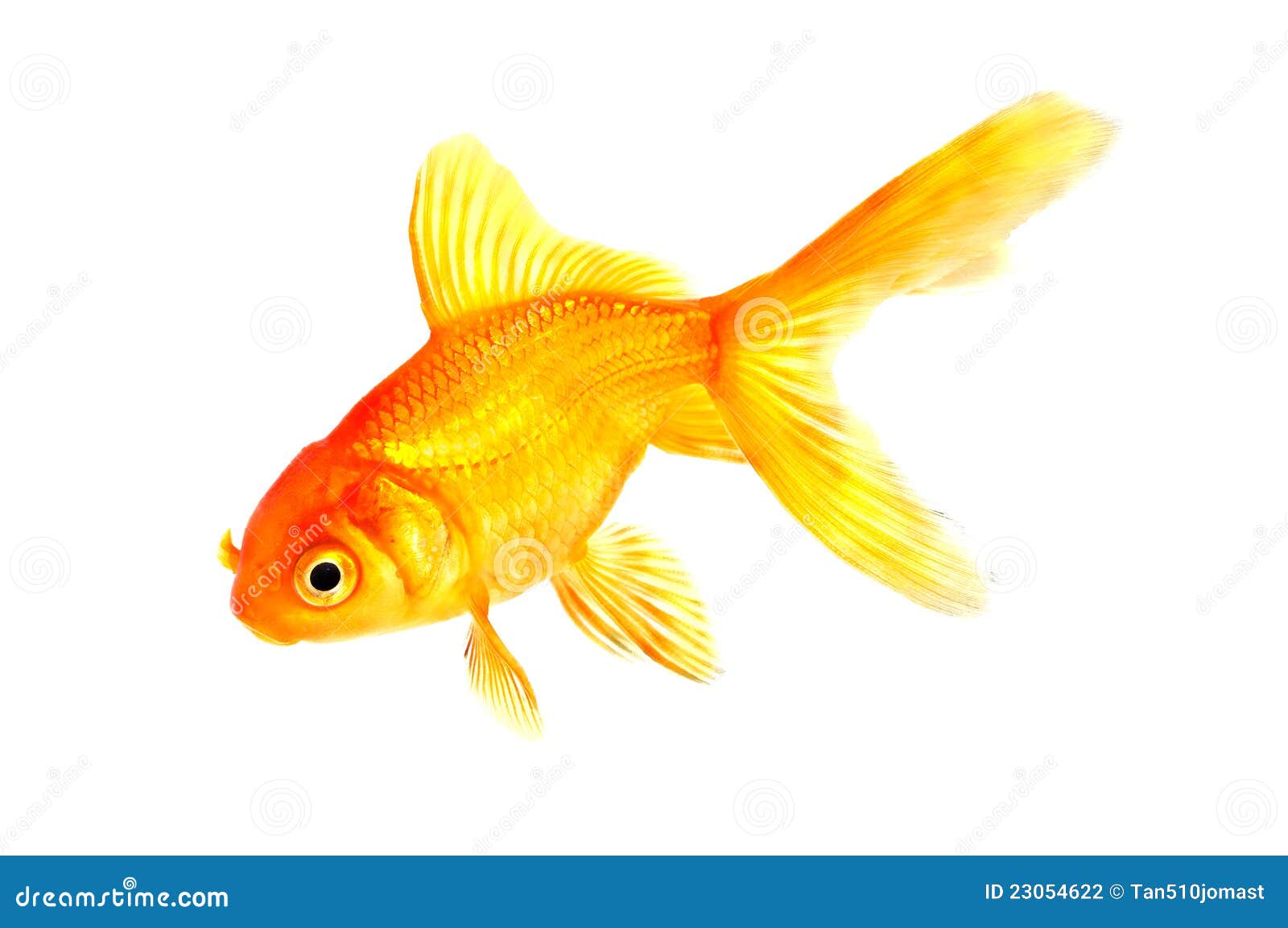 Poisson Rouge Tropical De Poissons Photo stock - Image du richesse ...