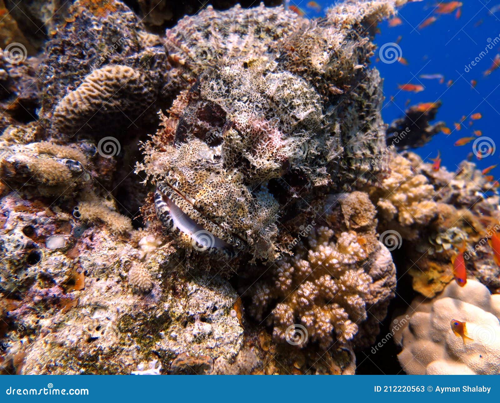 Poisson-scorpion Sous-marin Poisson De Mer Rouge Image stock - Image of ...