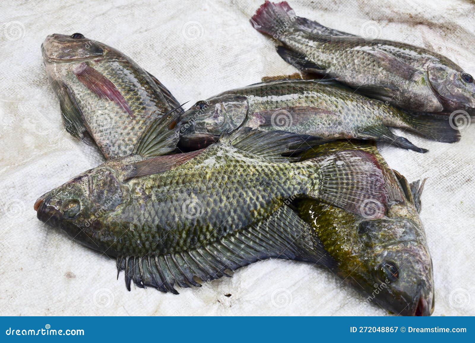 Poisson Tilapia D'eau Douce Poisson Tilapia Vivant Image stock - Image ...