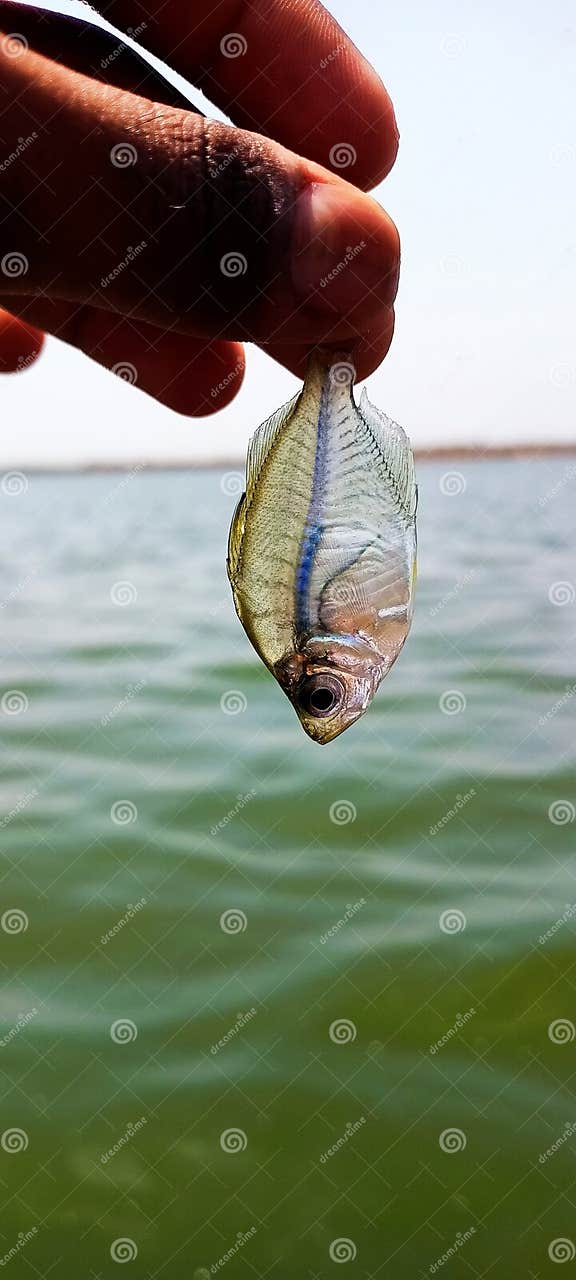 Poisson transparent photo stock. Image du transparence - 257893270