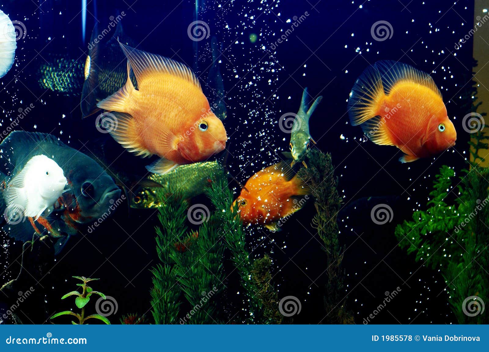 Poissons 2 photo stock. Image du animal, chasse, pêche - 1985578
