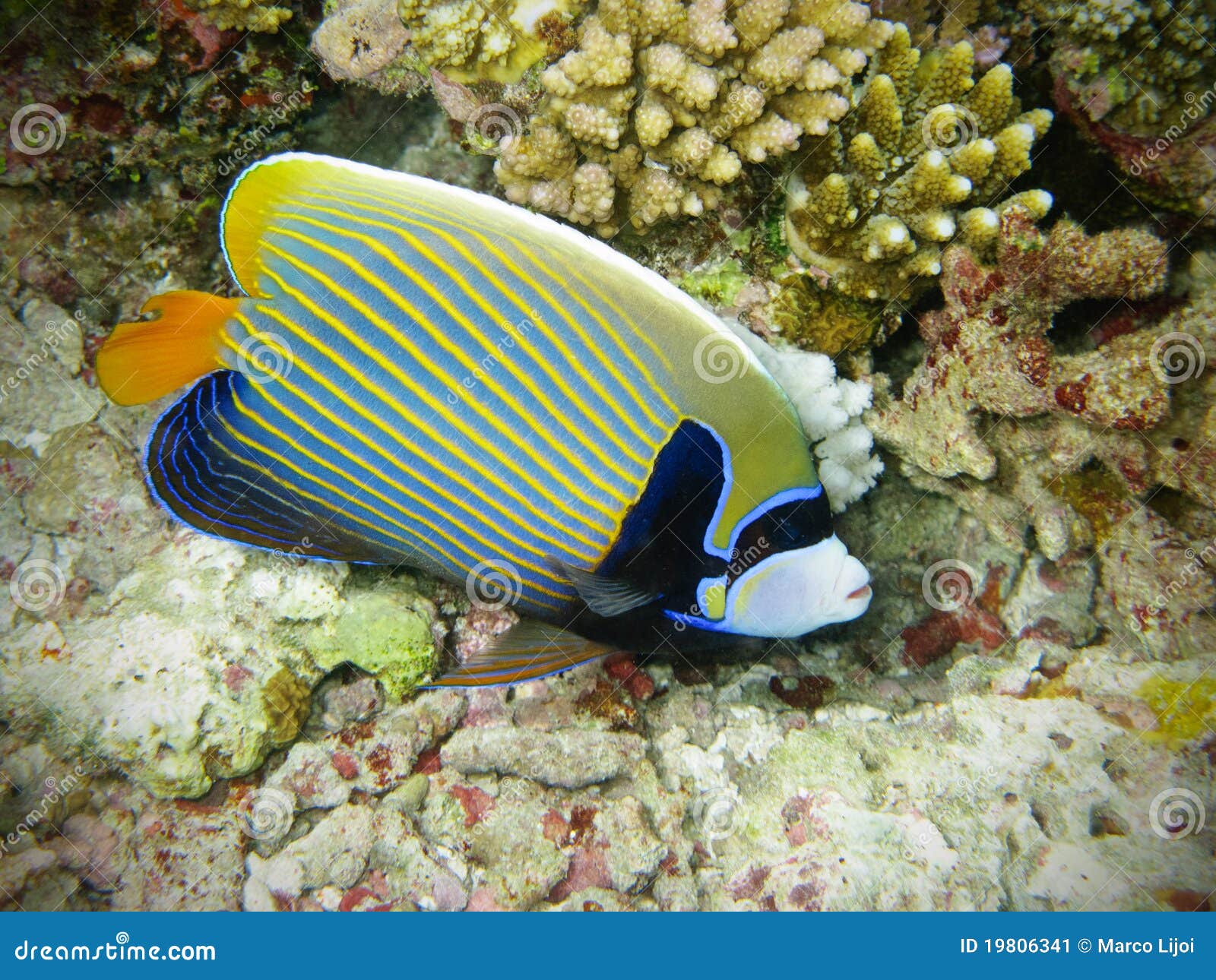Poissons : Angelfish D'empereur Image stock - Image du océan, commun ...