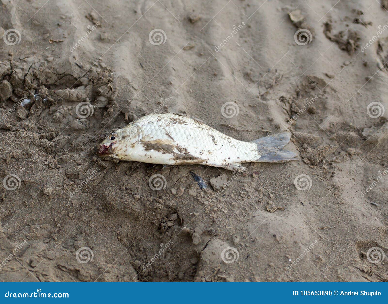 Poissons au sol photo stock. Image du sécheresse, mort - 105653890