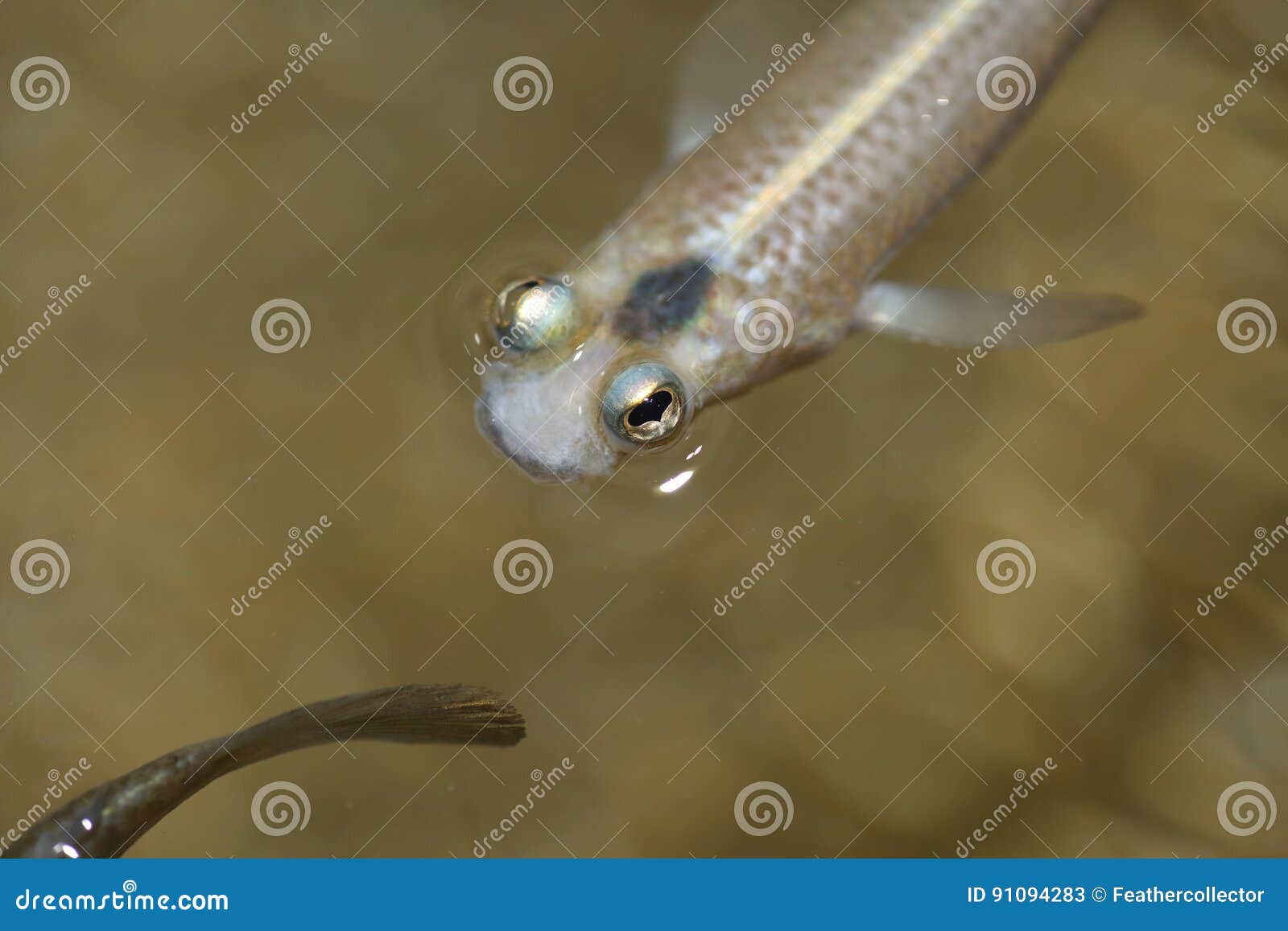Poissons aux yeux quatre image stock. Image du normal - 91094283