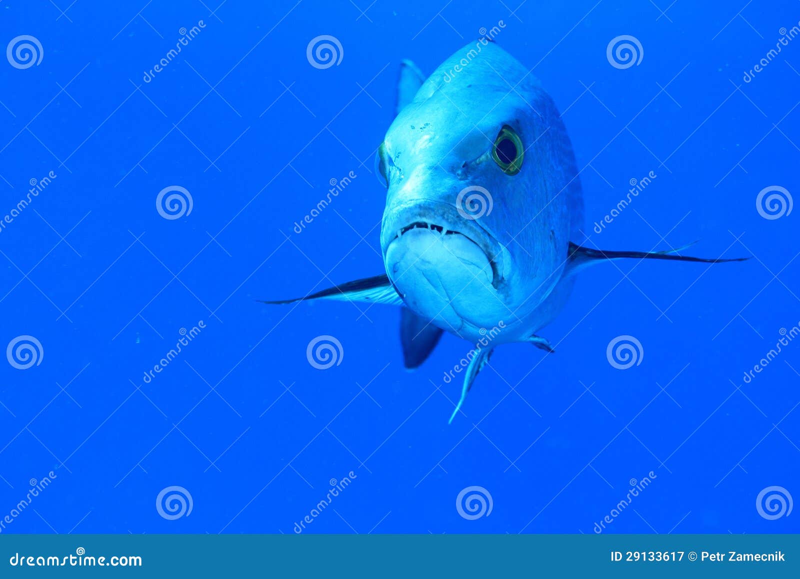 Poissons avec des dents image stock. Image du dent, poissons - 29133617