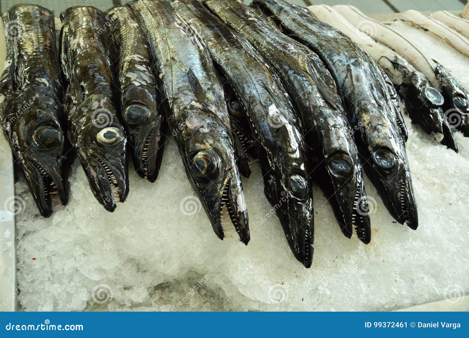 625 Poissons Avec Des Dents Photos libres de droits et gratuites de ...