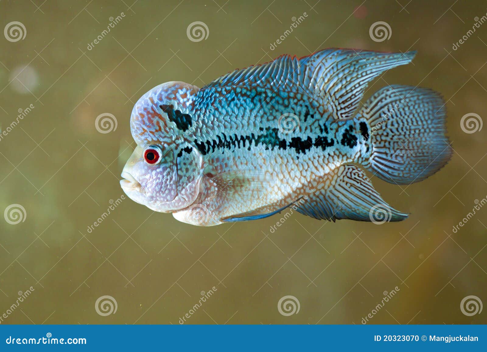 Poissons bleus photo stock. Image du grand, bleu, noir - 20323070