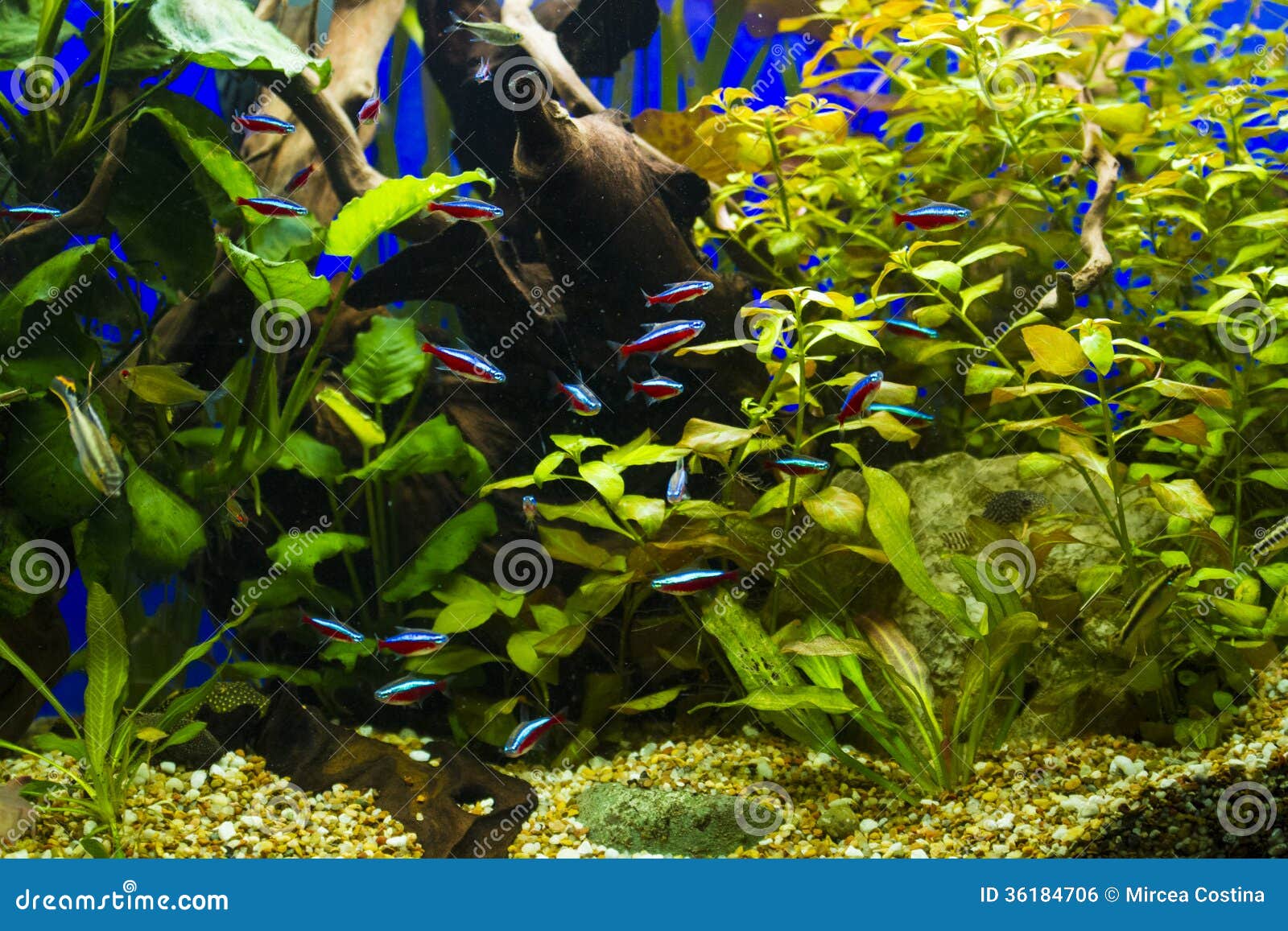 Poissons Cardinaux Dans L'aquarium D'eau Douce Photo stock - Image du ...