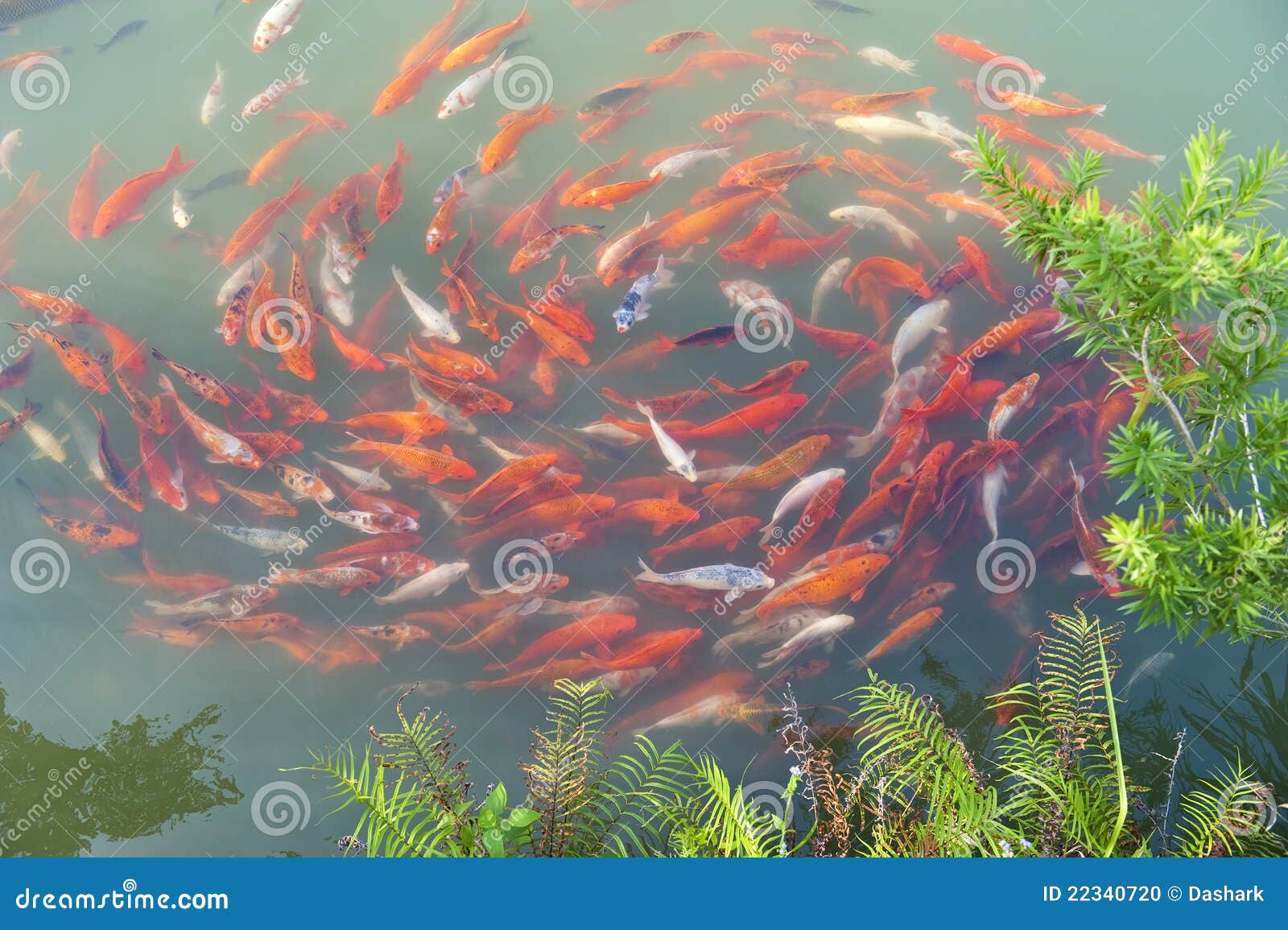 Poissons chinois photo stock. Image du ornemental, tension - 22340720