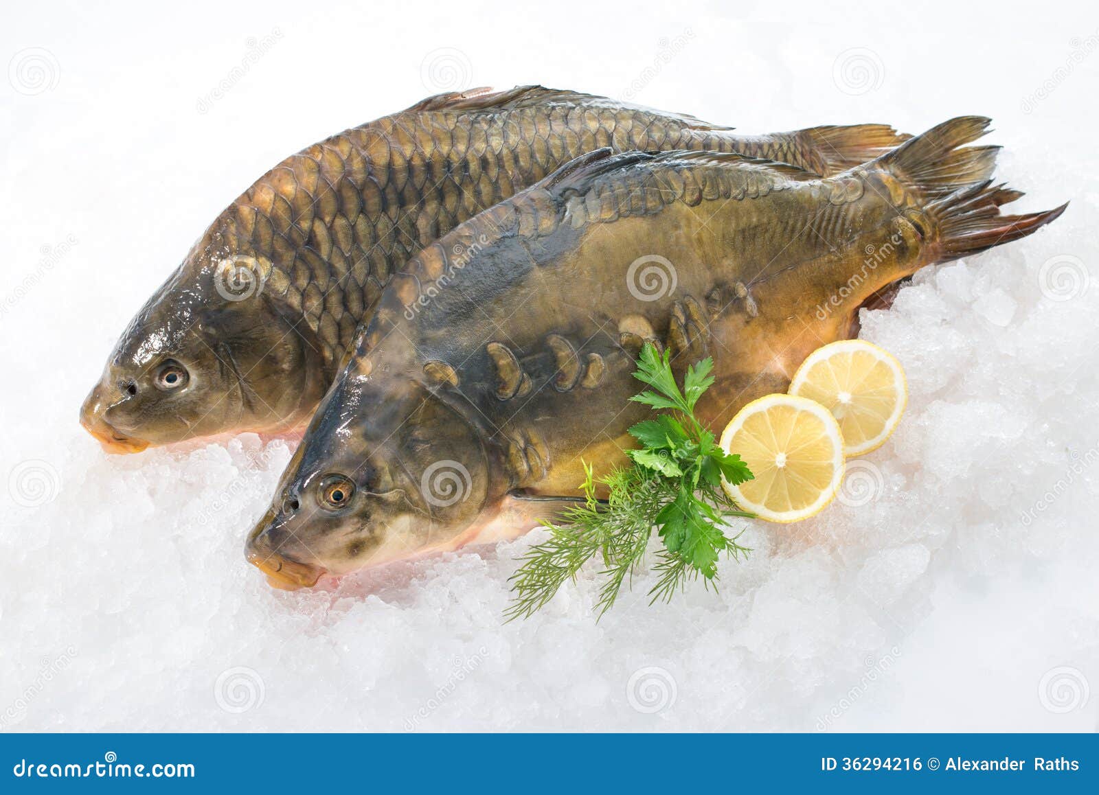 Poissons Communs De Carpe Sur La Glace Photo stock - Image du gourmet ...