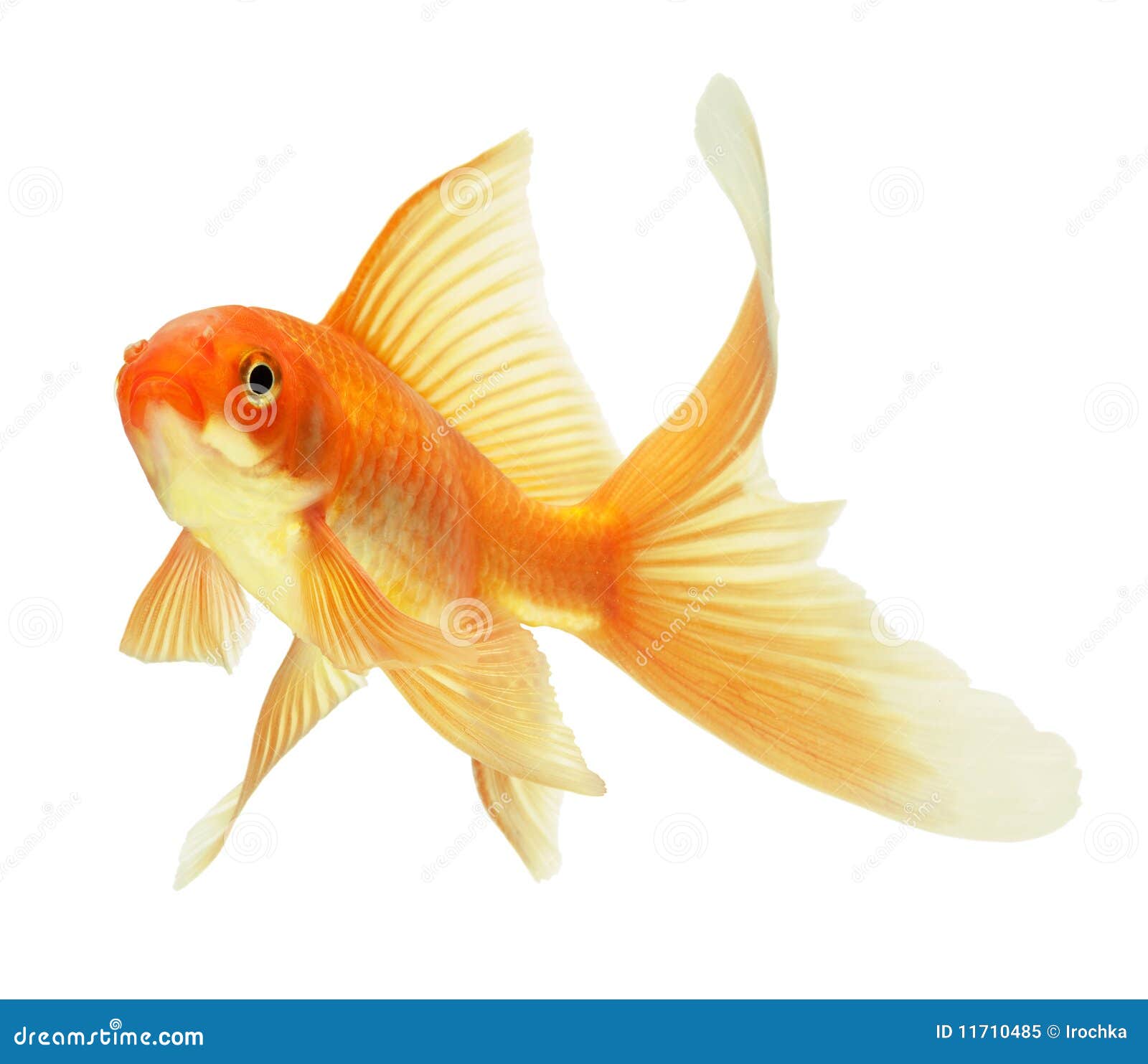 Poissons d'or image stock. Image du beau, nature, concept - 11710485