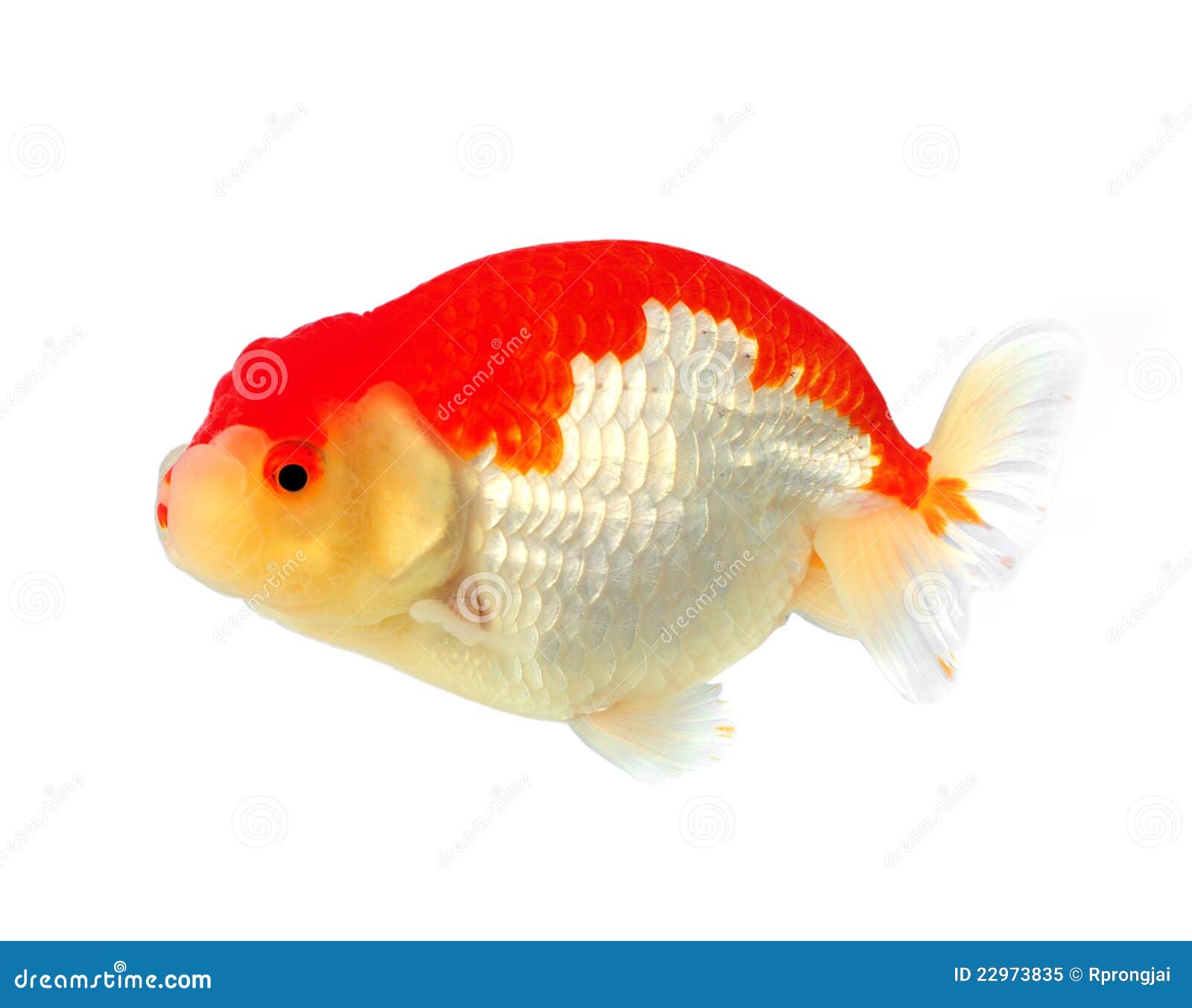 Poissons d'or image stock. Image du aquatique, concept - 22973835