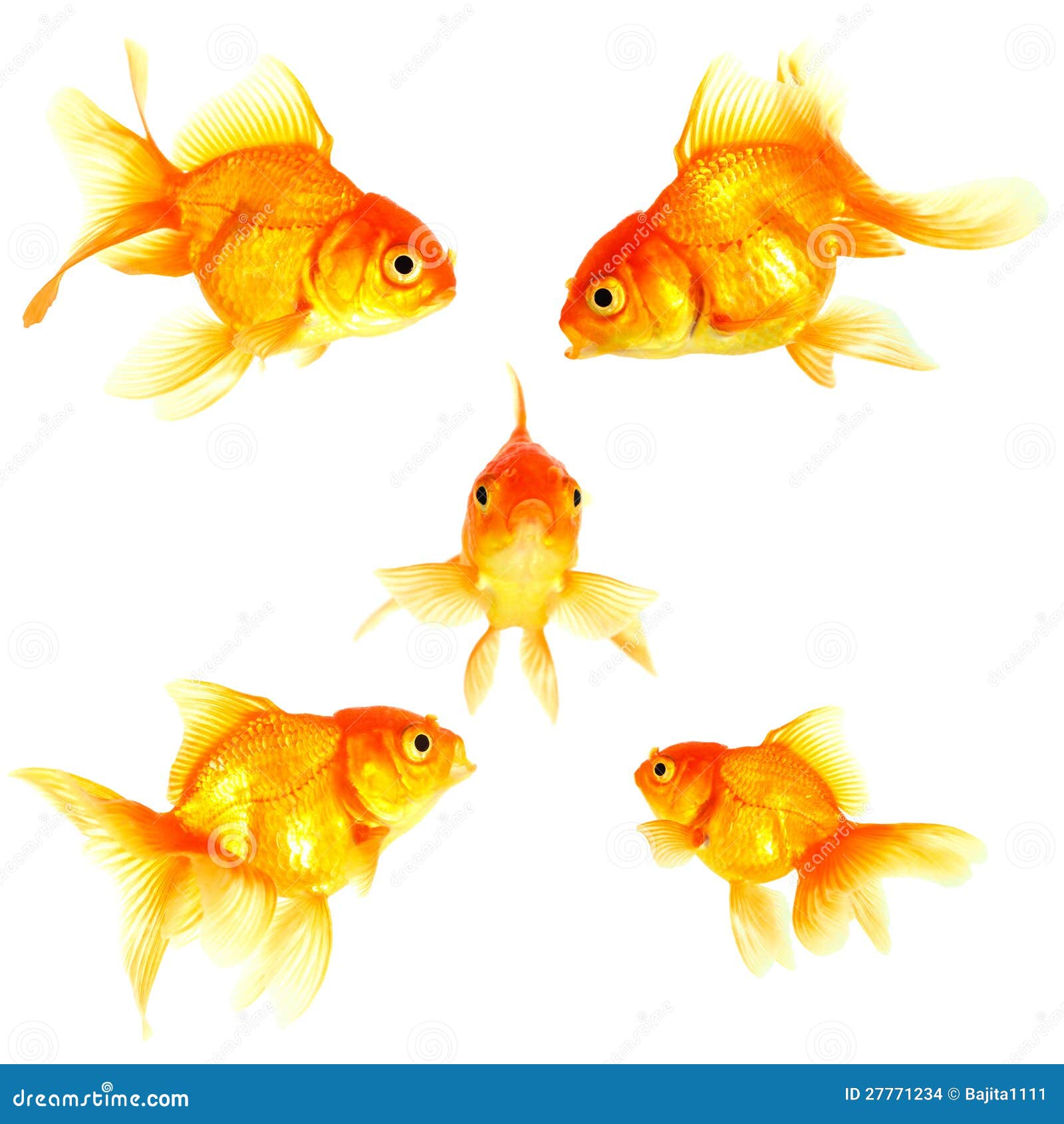 Poissons d'or photo stock. Image du bulle, liberté, aquatique - 27771234