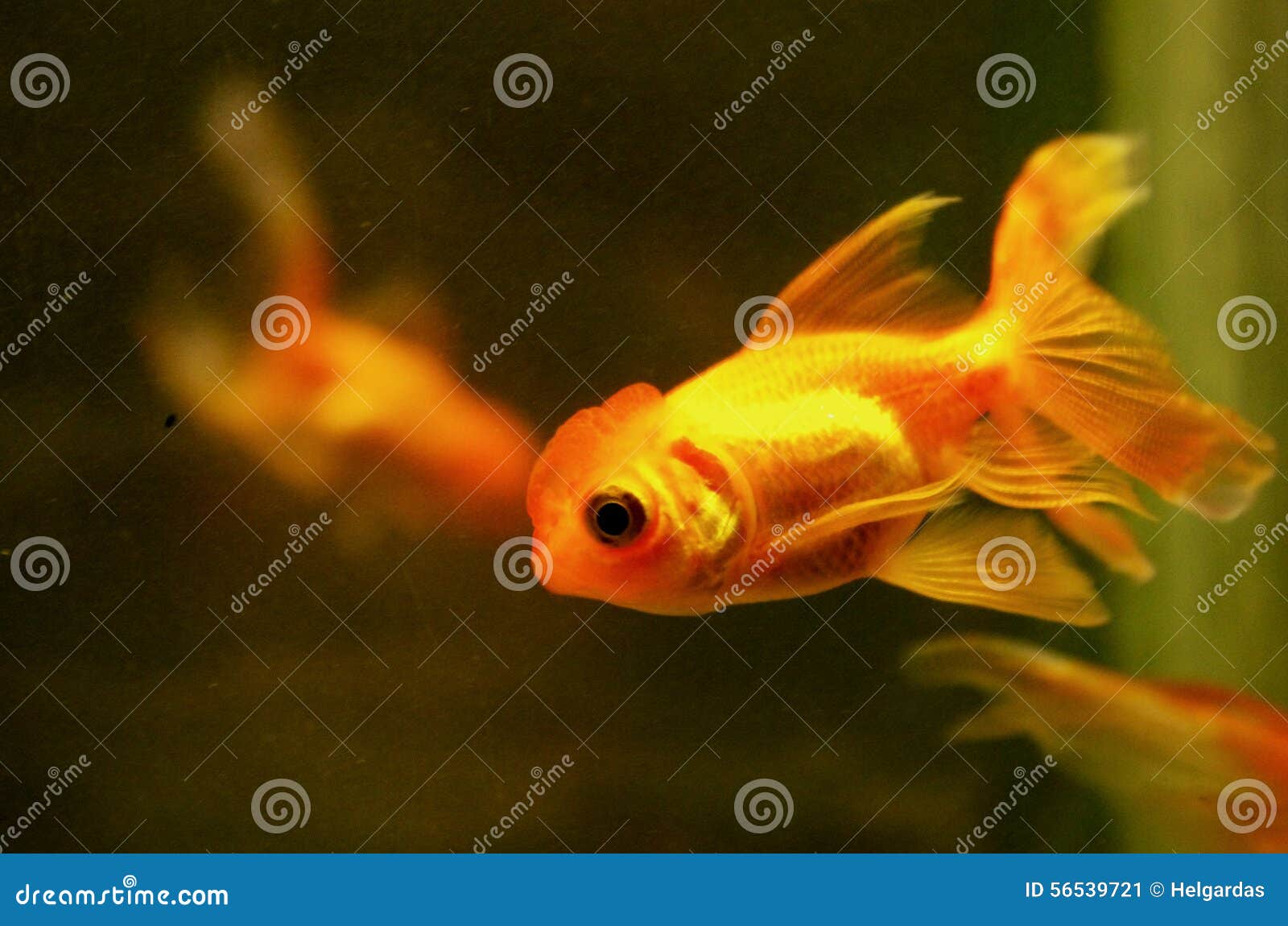 Poissons d'or image stock. Image du ailettes, asie, alimentation - 56539721