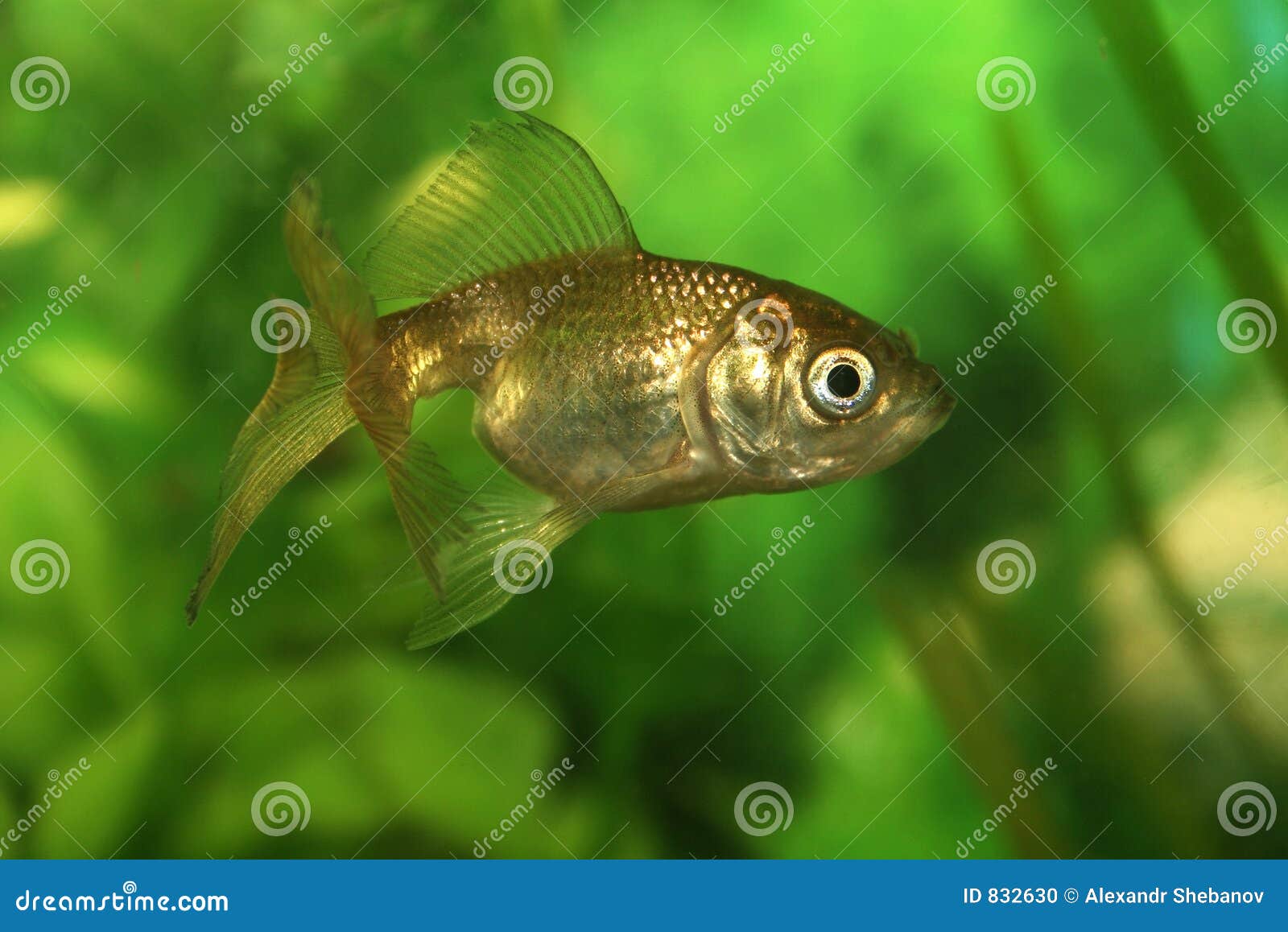 Poissons D'or Image. Image: 832630
