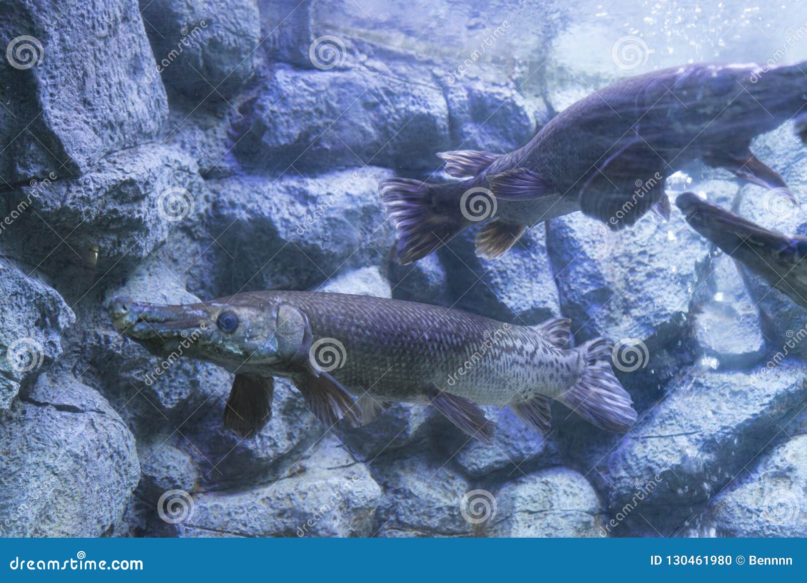 Poissons D'alligator Dans L'aquarium Photo stock - Image du aquatique ...