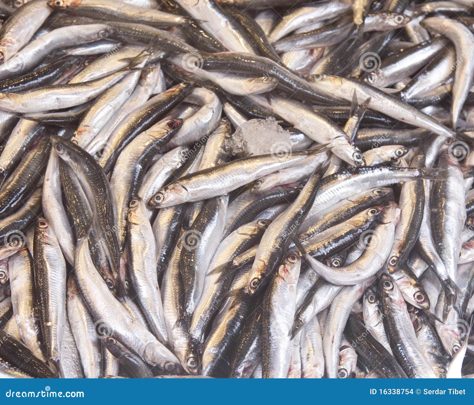 Poissons d'anchois photo stock. Image du fond, brème - 16338754