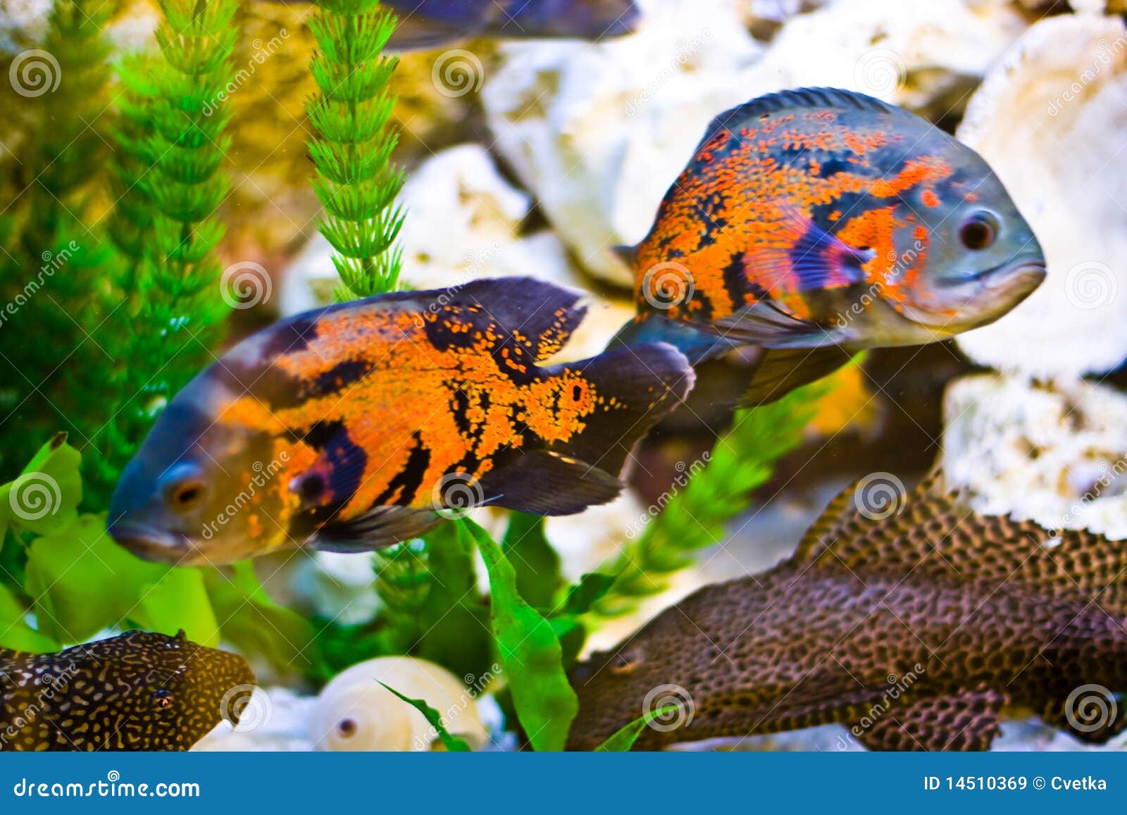 Poissons d'aquarium image stock. Image du profondément - 14510369