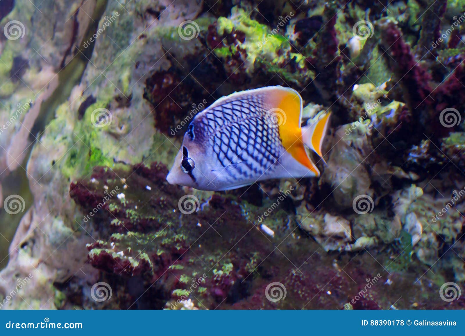 Poissons D'aquarium Avec La Queue Jaune Photo stock - Image of ailettes ...